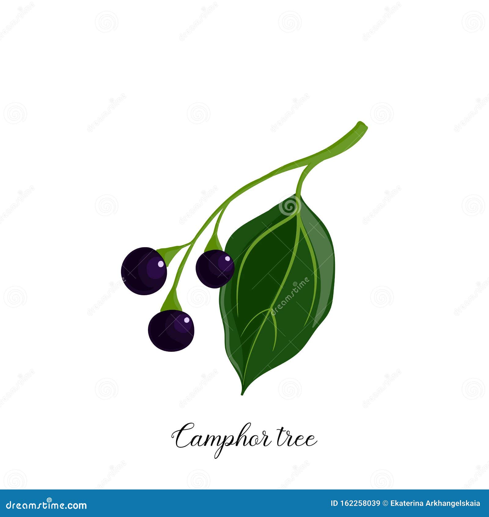 Camphor Tree Vector Illustration. Camphor Tree | CartoonDealer.com ...