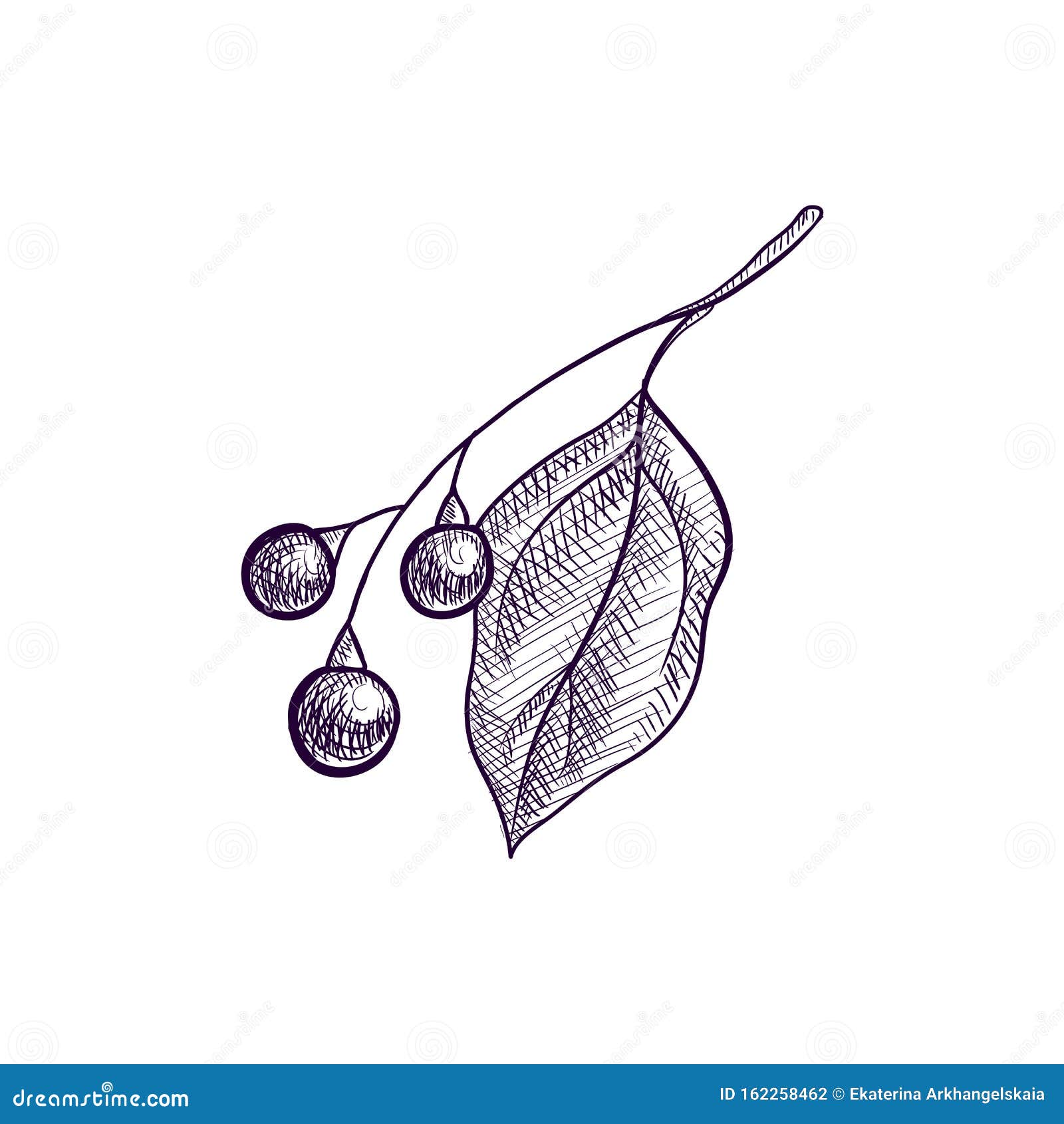 Camphor Tree Vector Illustration. Camphor Tree | CartoonDealer.com ...