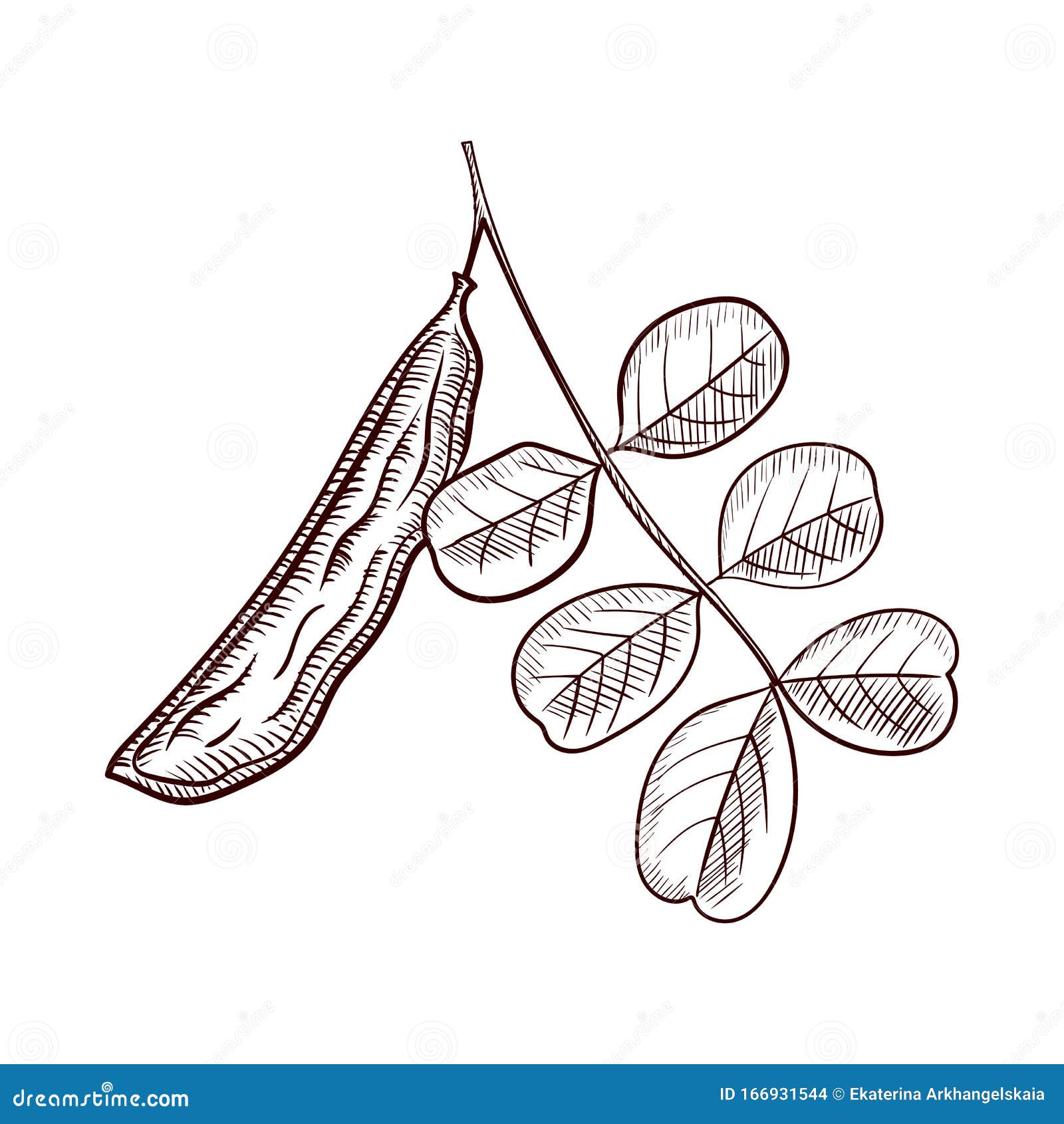 Vector Carob Outline Drawings, Black Lines, Sketches. | CartoonDealer ...