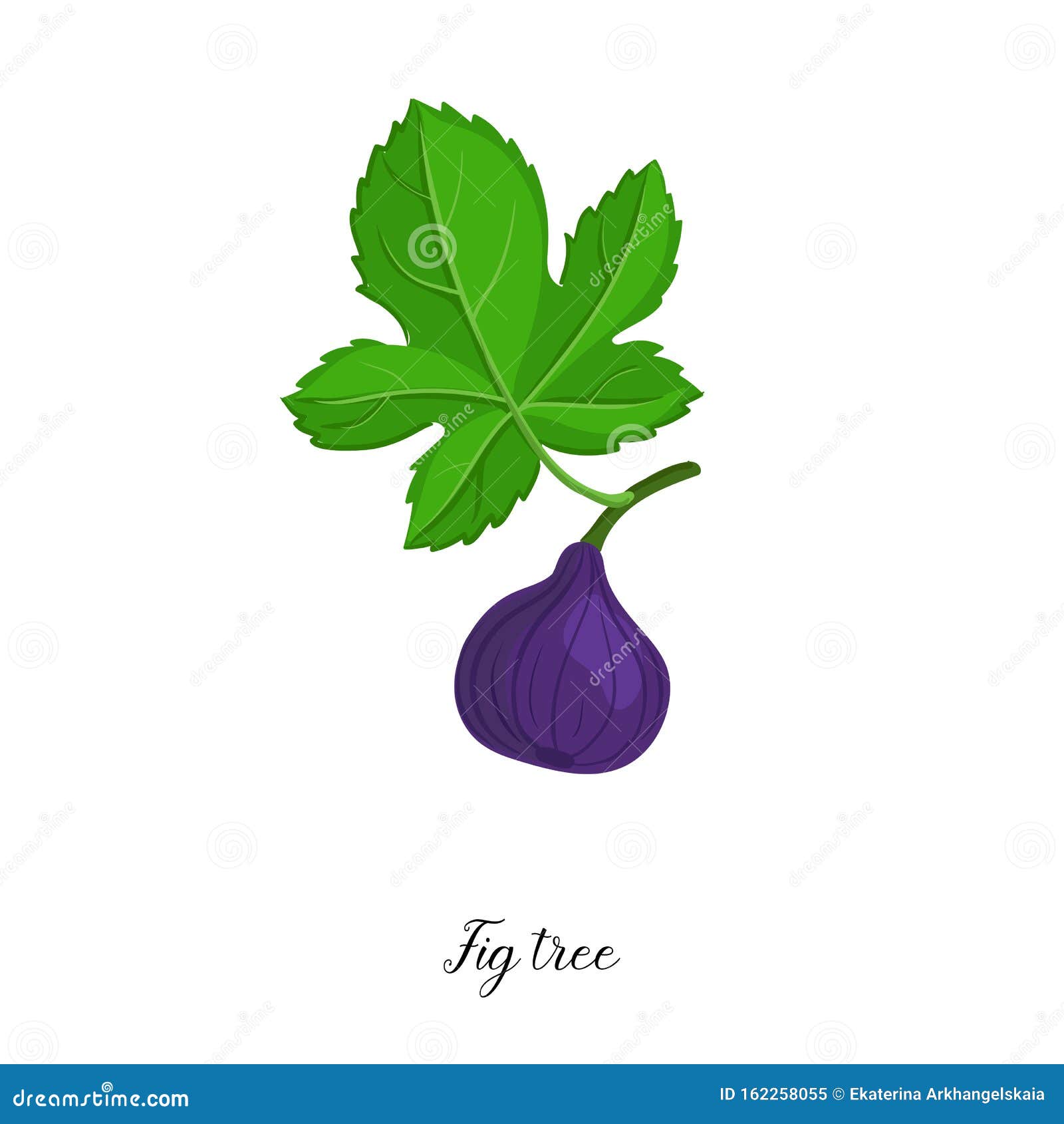 Vector Drawing Branch of Fig Tree Stock Vector - Illustration of color ...