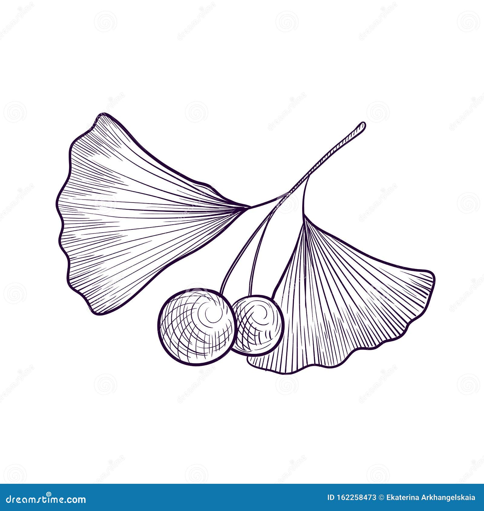 Vector Drawing Branch of Ginkgo Tree Stock Vector - Illustration of ...