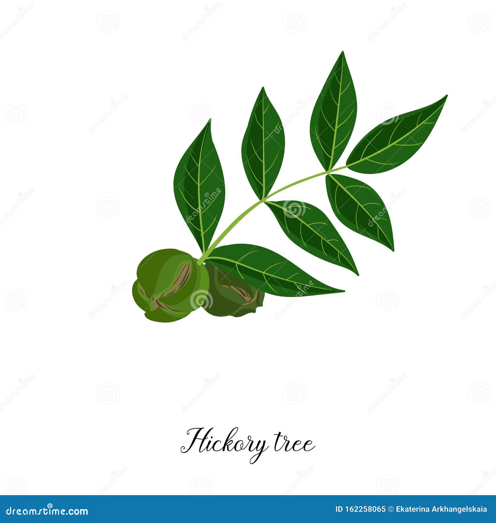 Vector Drawing Branch of Hickory Tree Stock Vector - Illustration of ...