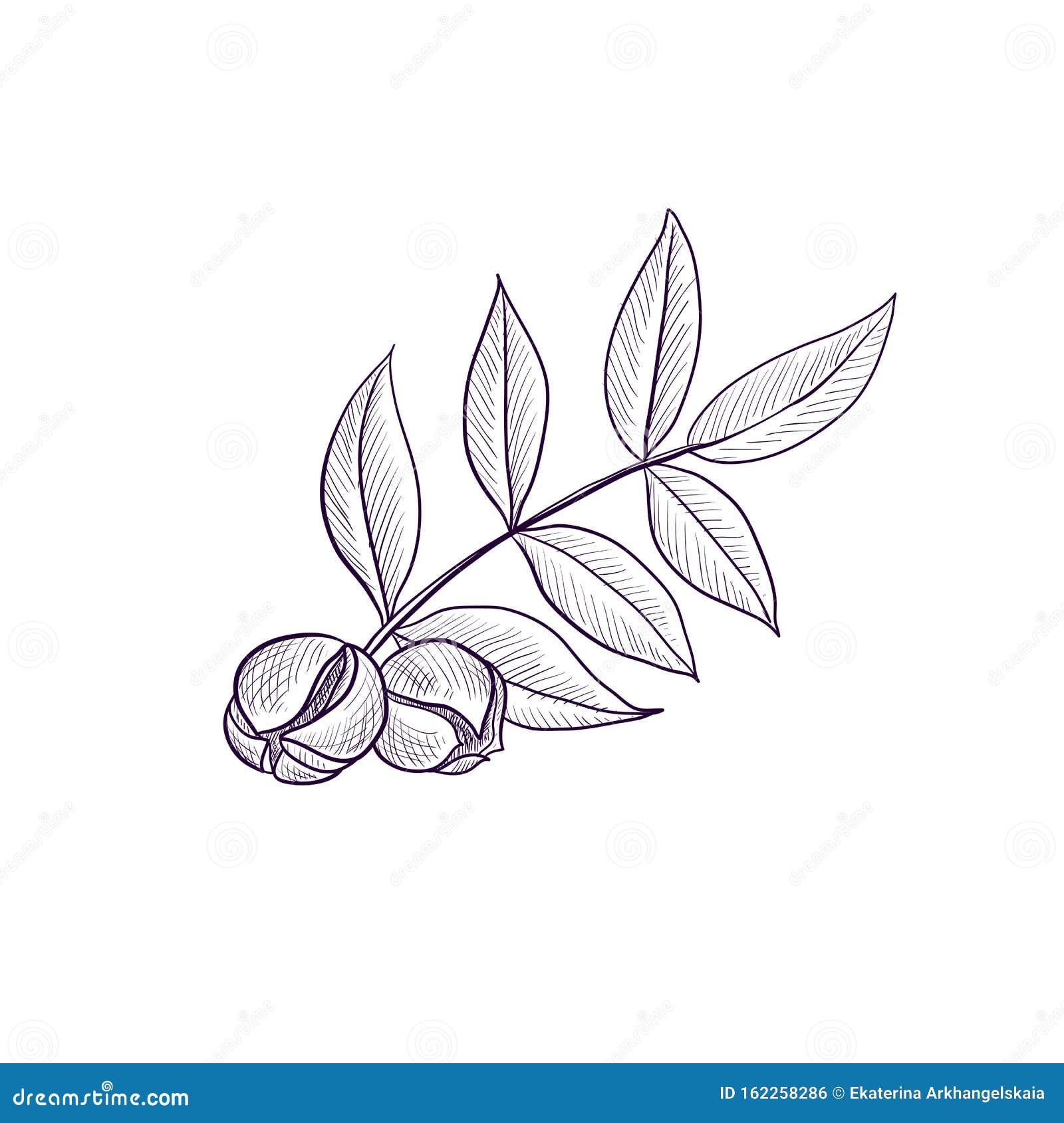 Drawing Branch Of Gum Benjamin Tree Isolated At White Background ...