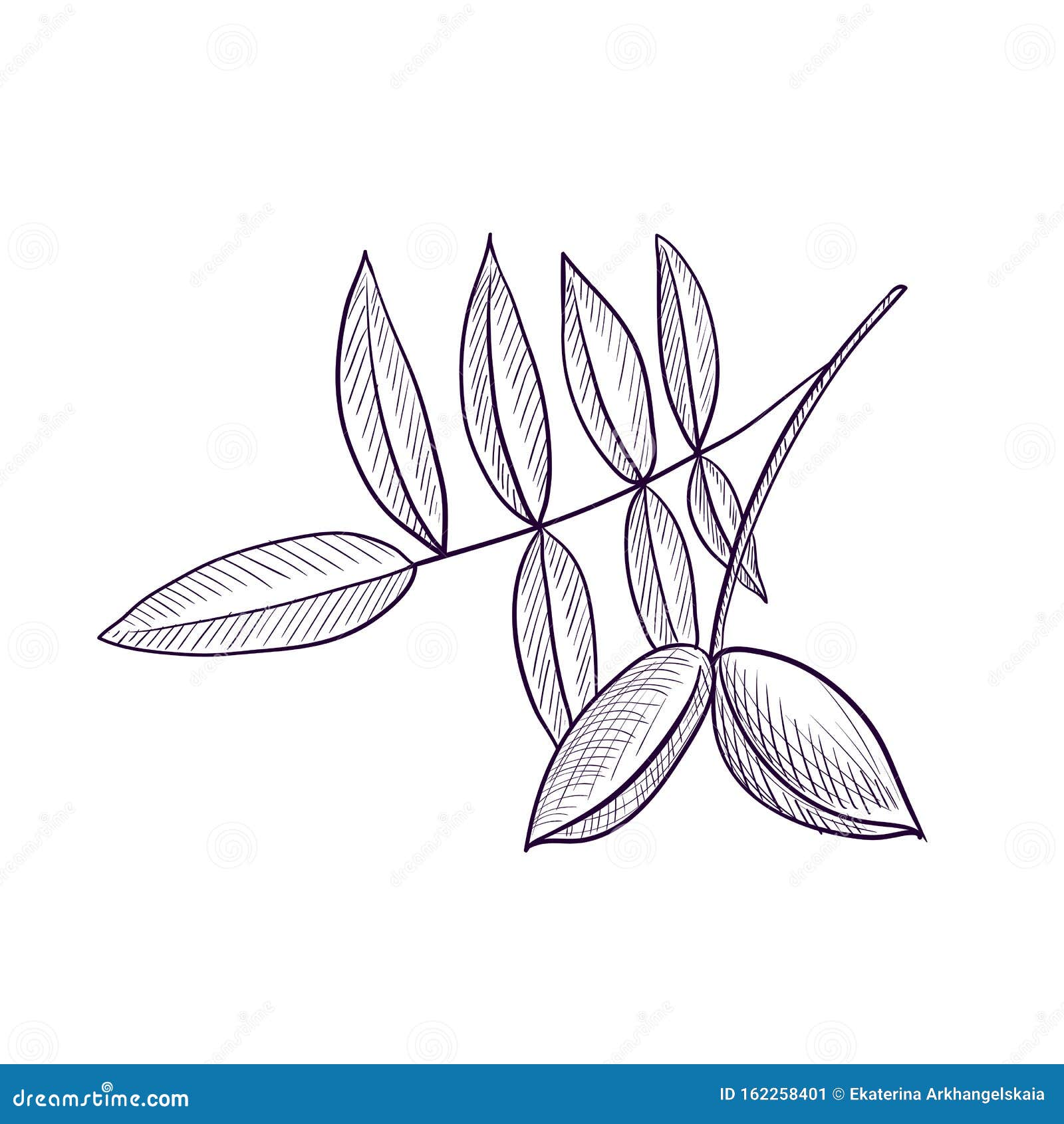 Vector Drawing Branch of Hickory Tree Stock Vector - Illustration of ...