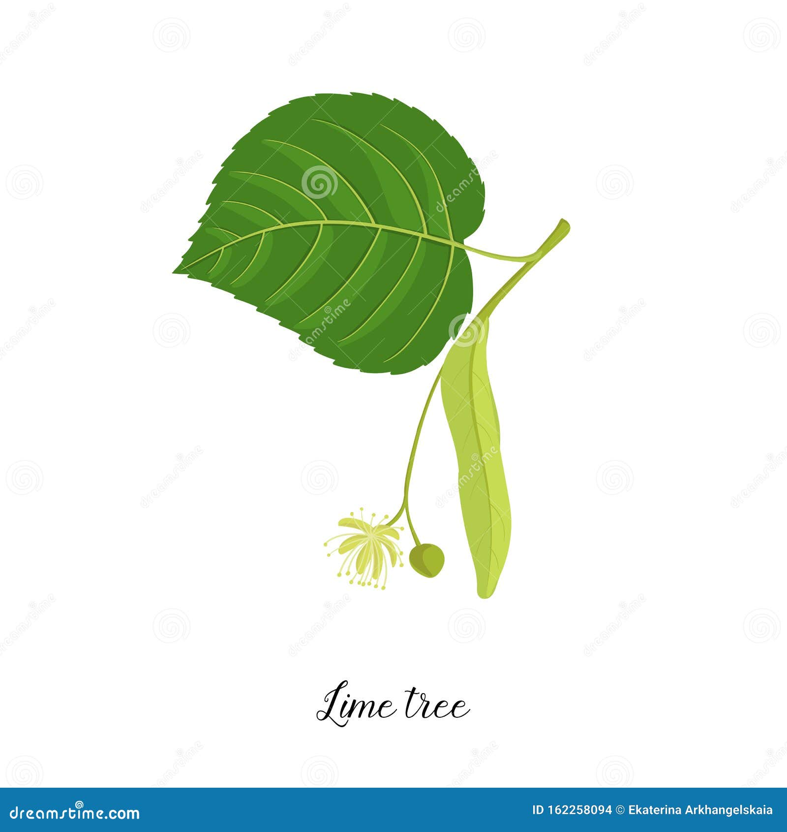 Vector Drawing Branch of Lime Tree Stock Vector - Illustration of ...