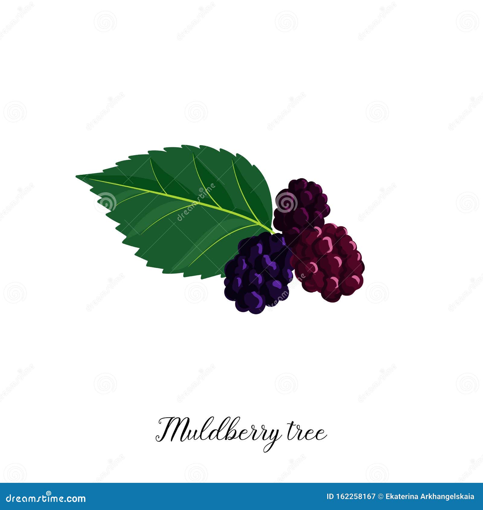 Drawing Branch Of Mastic Tree Isolated At White Background Royalty-Free ...