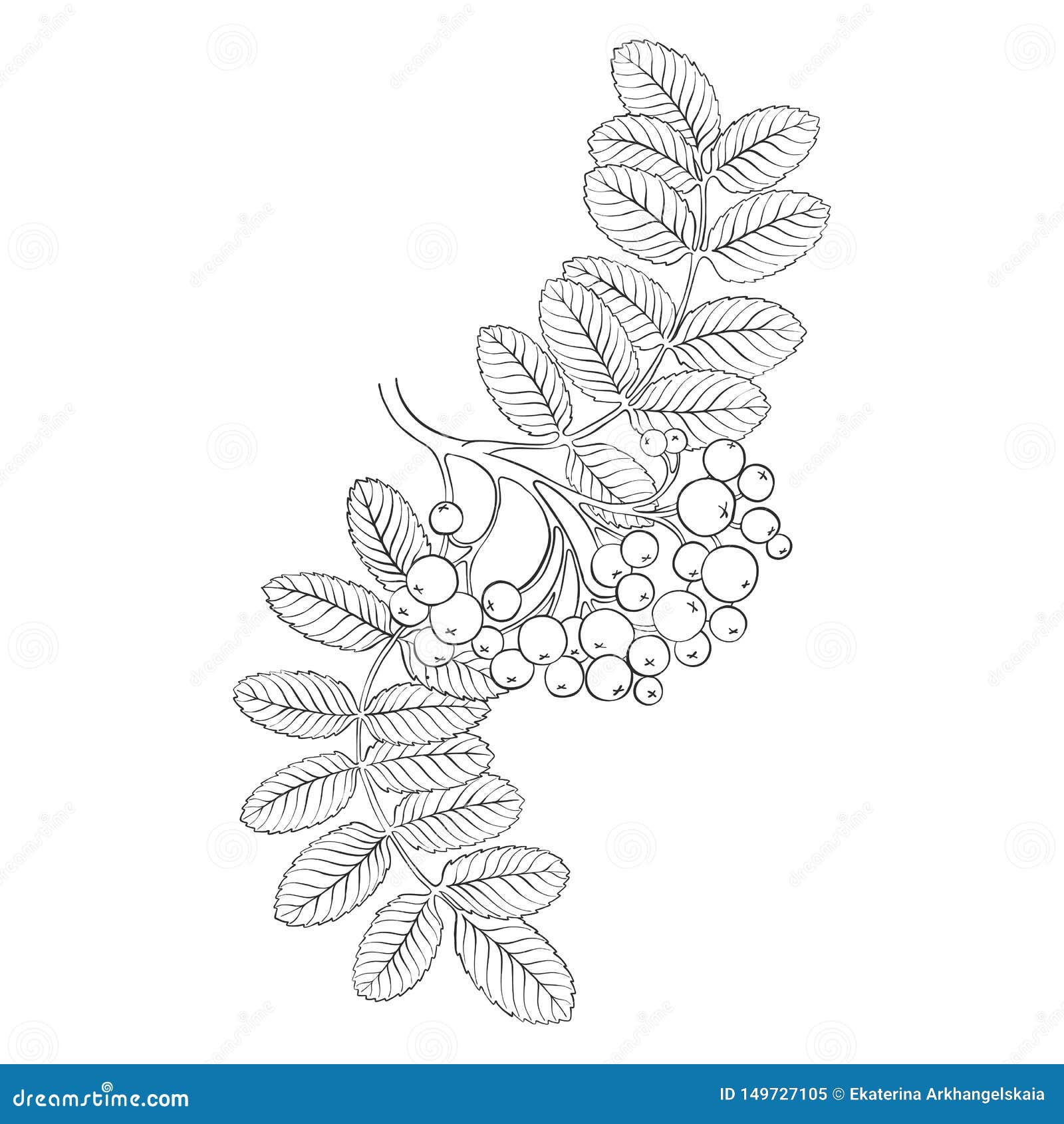 Vector Drawing Branch of Rowan Tree Stock Vector - Illustration of ...