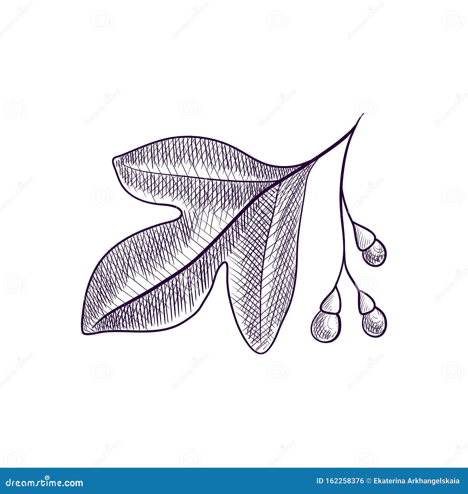 Sassafras Cartoons, Illustrations & Vector Stock Images - 457 Pictures ...
