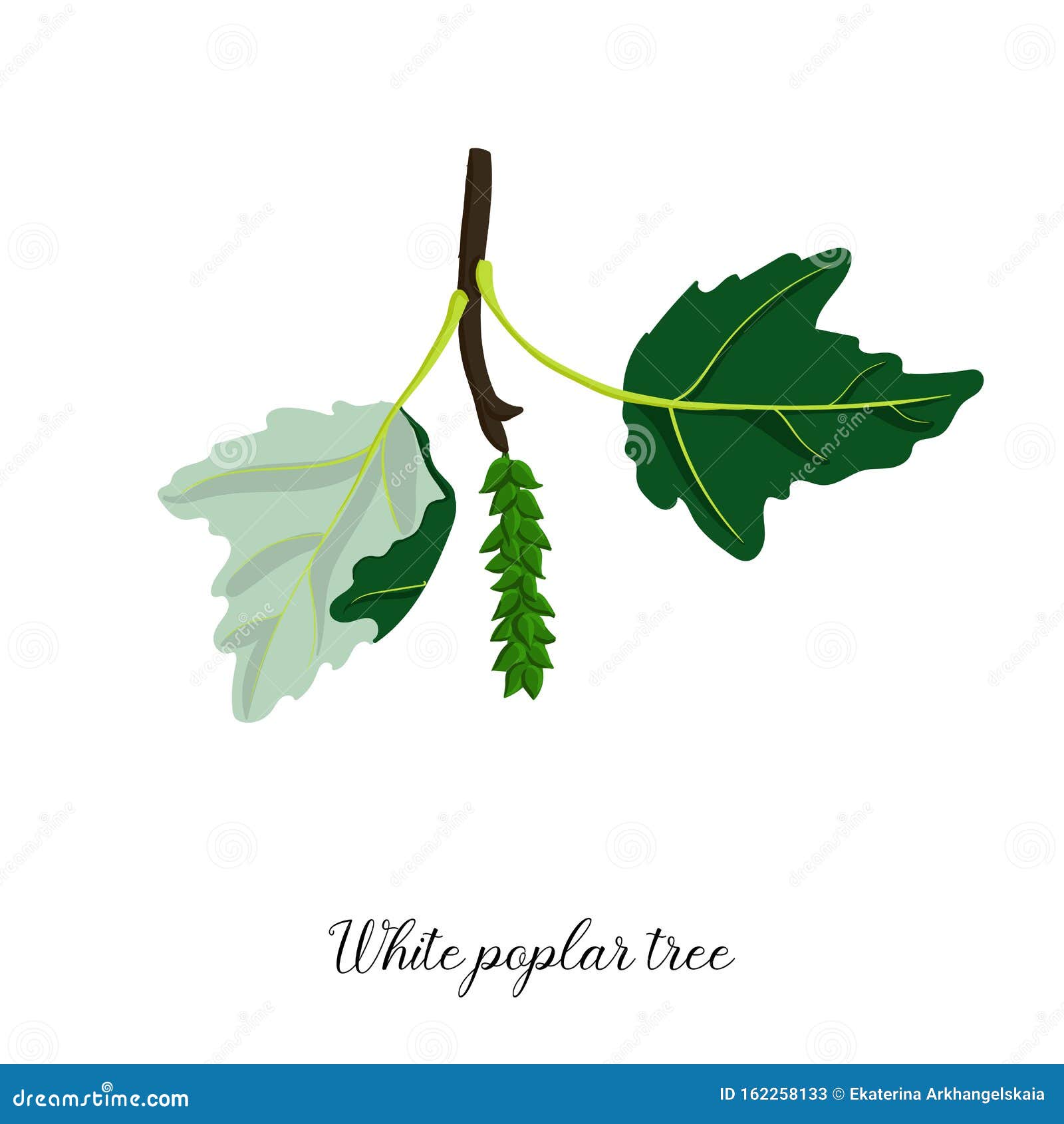 Poplar Tree Illustration, Drawing, Engraving, Ink, Line Art, Vector ...