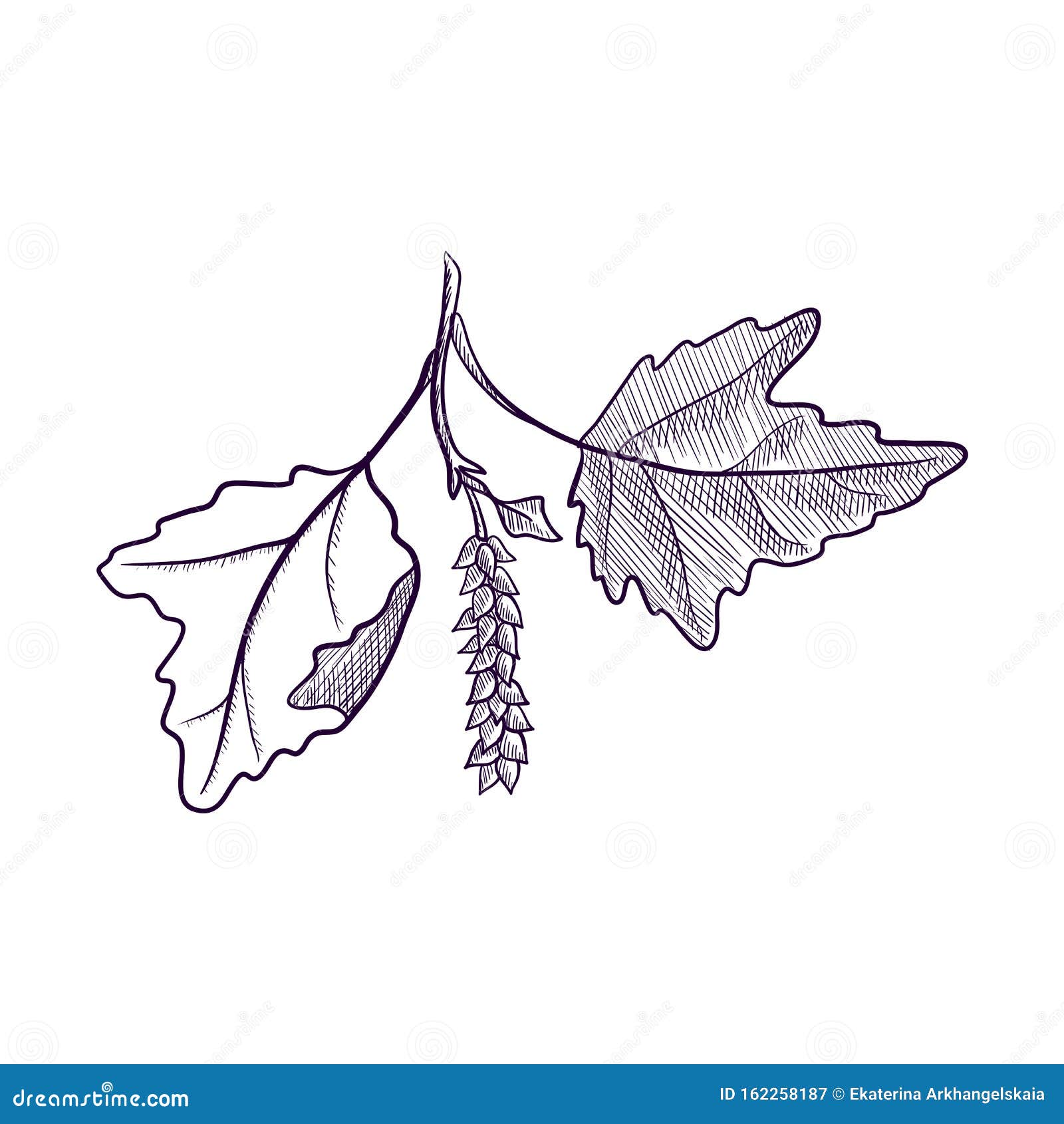 White Poplar Or Populus Alba, Vintage Engraving Cartoon Vector ...