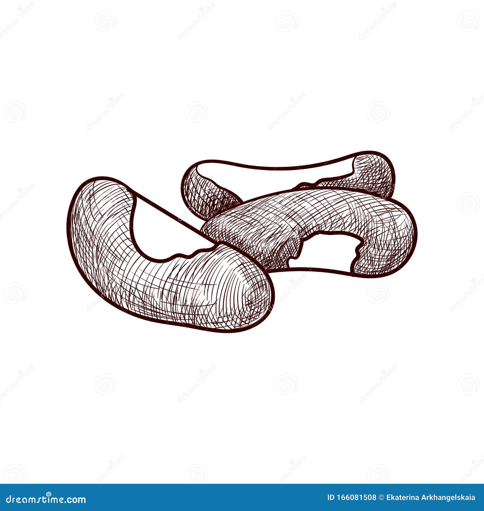 Vector drawing brazil nuts stock vector. Illustration of background ...
