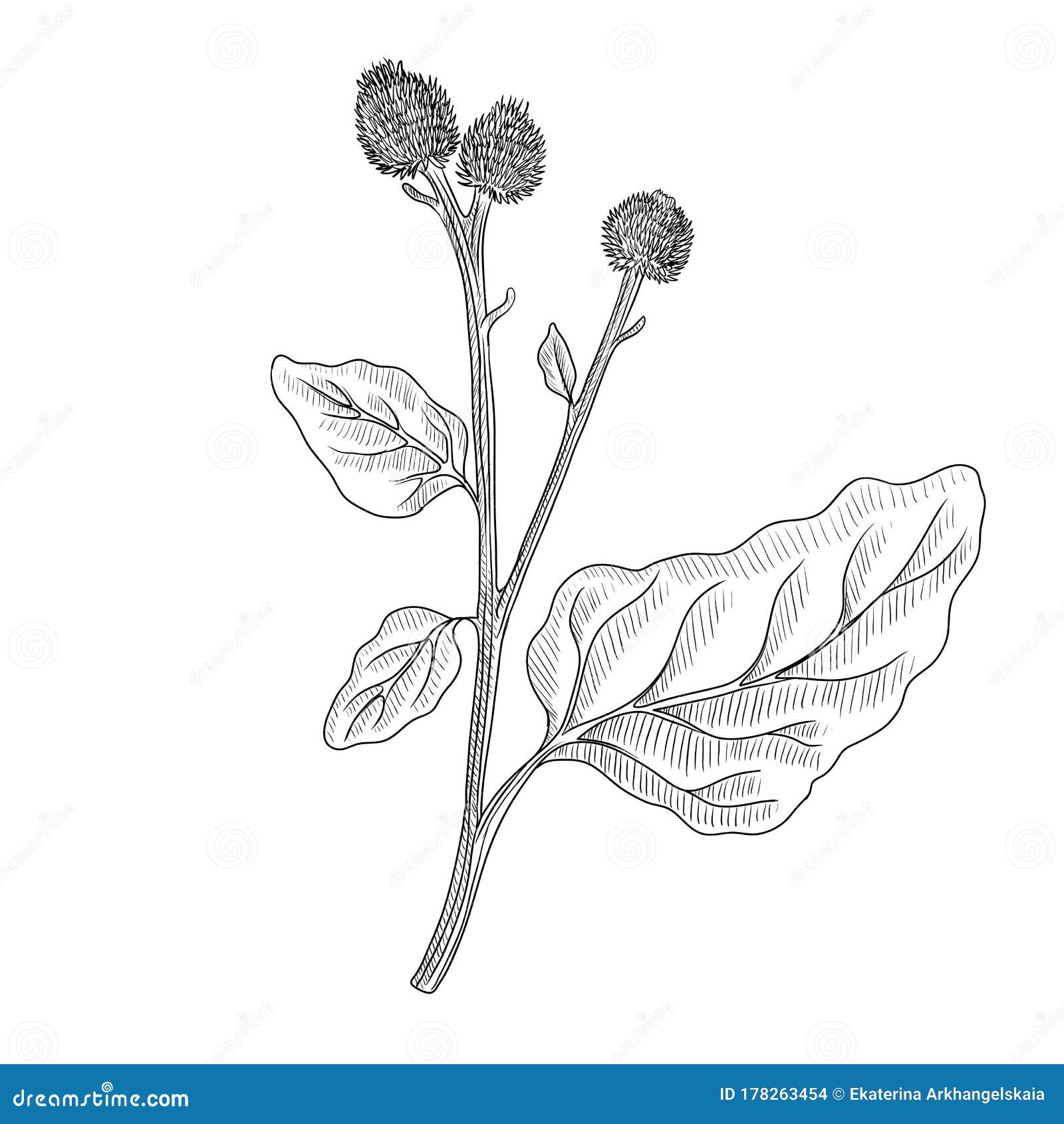 Vector drawing burdock stock vector. Illustration of bloom - 178263454