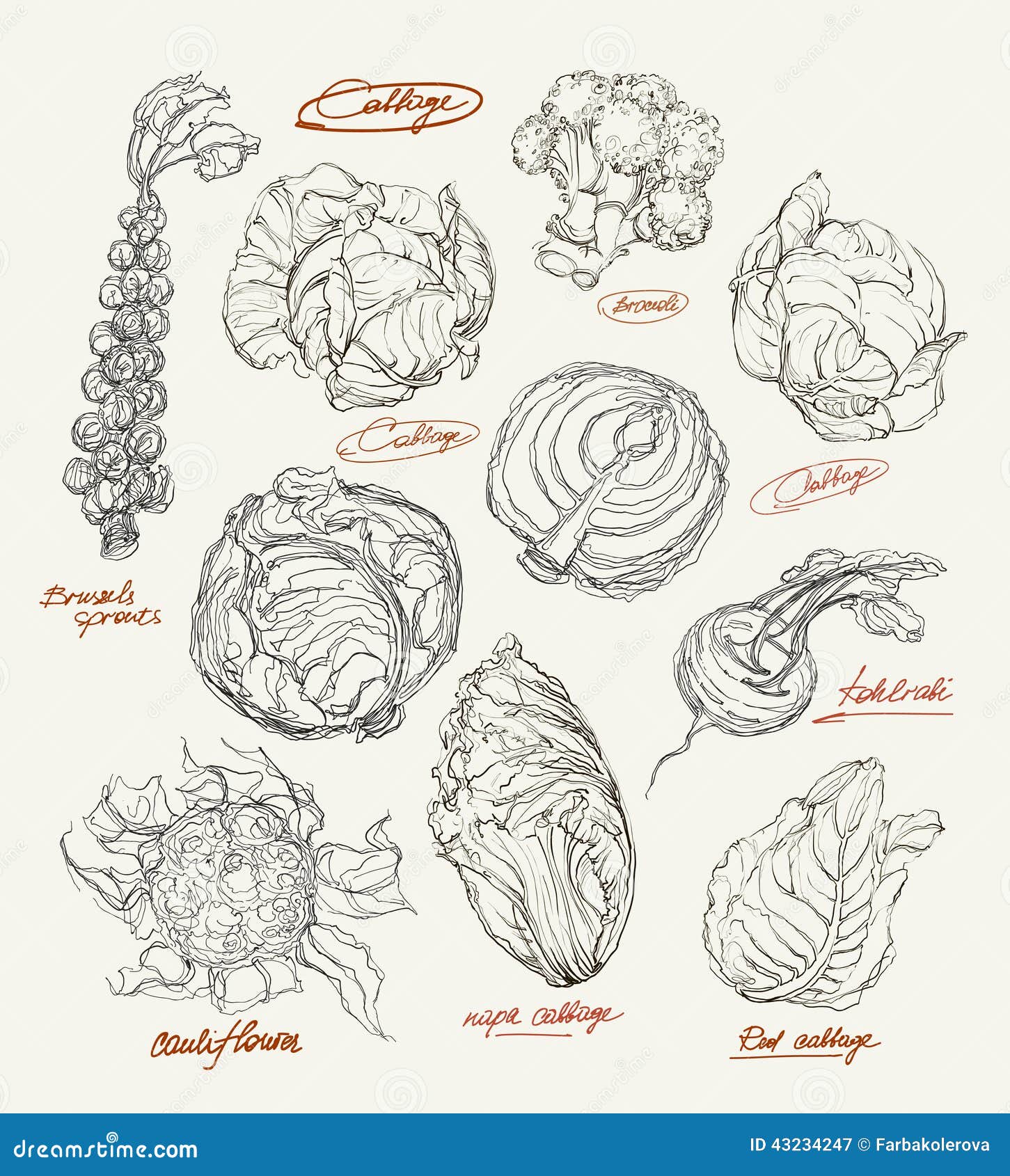 Vector Drawing of Cabbage Set Stock Vector - Illustration of healthy ...
