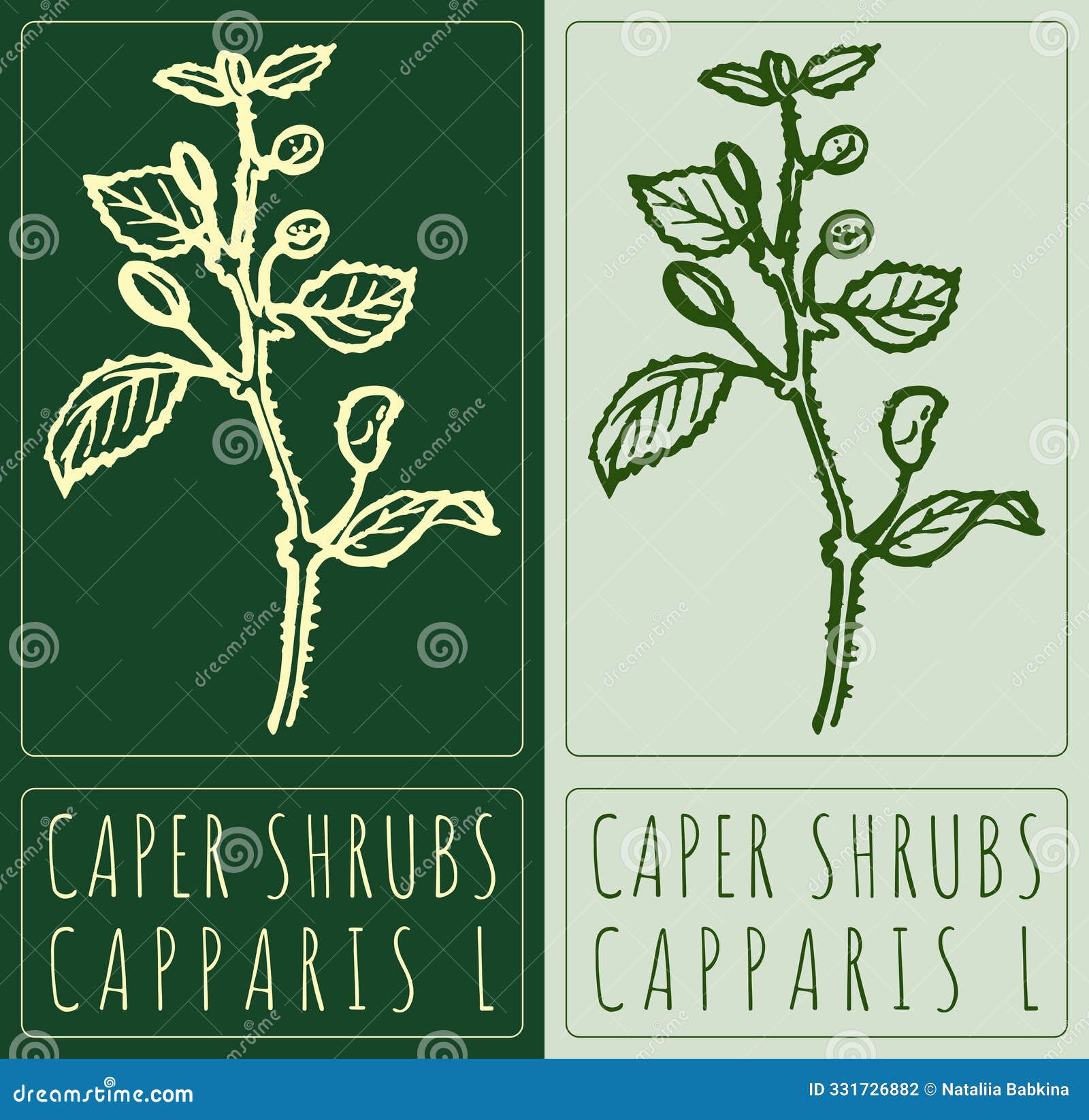 Vector Drawing CAPER SHRUBS. Hand Drawn Illustration Stock Illustration ...