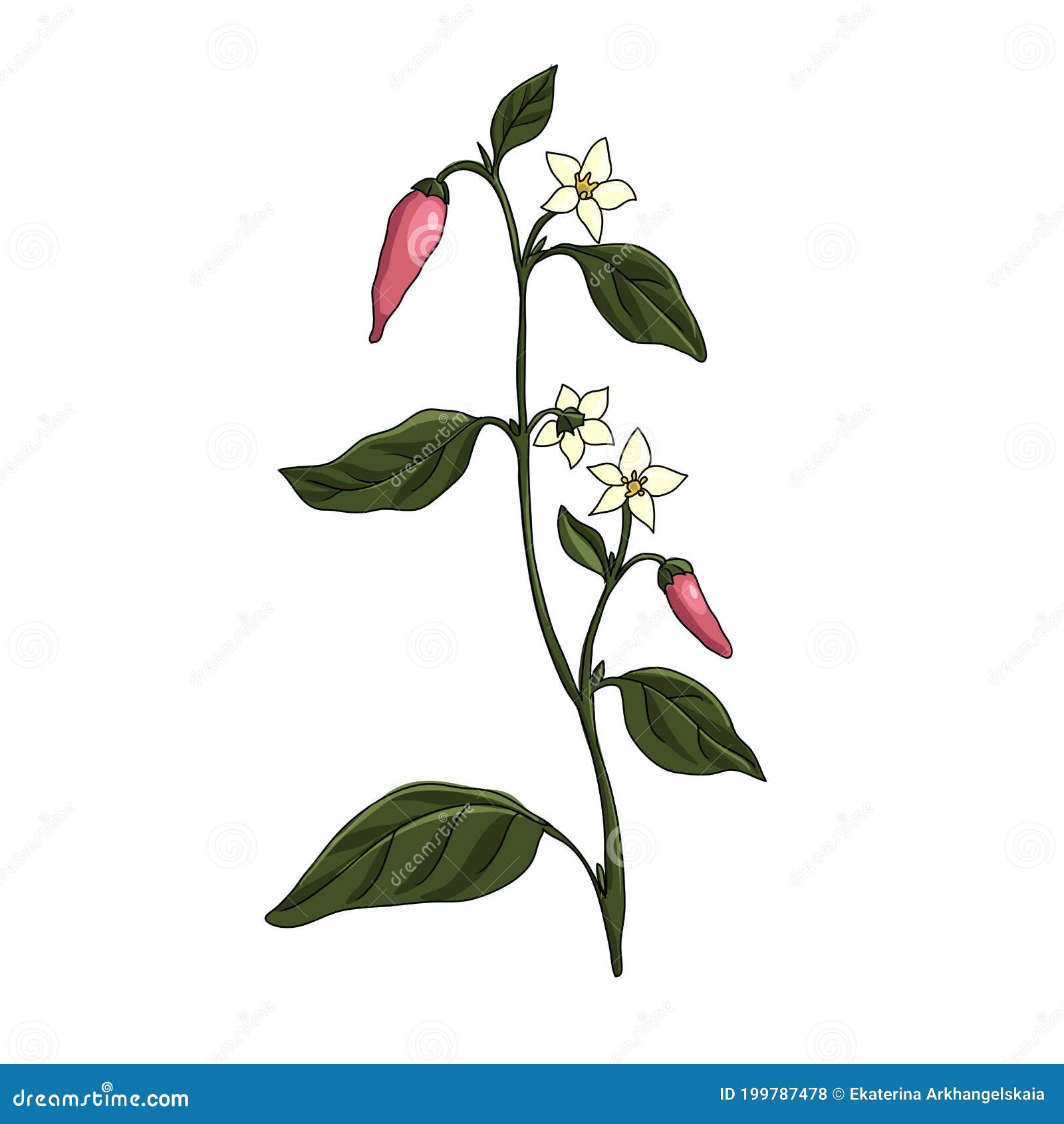 Vector Drawing Cayenne Pepper Plant Stock Vector - Illustration of ...