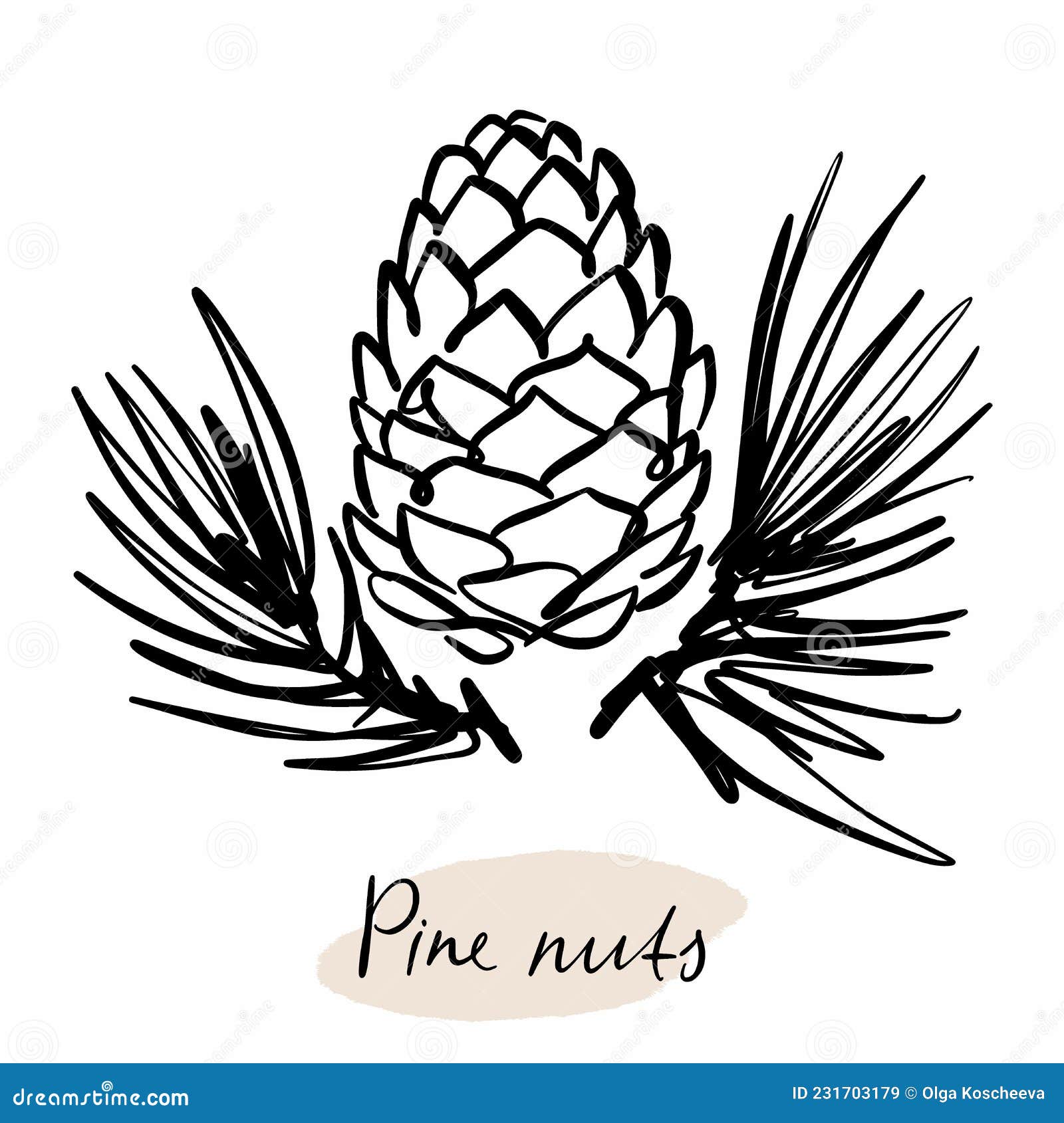 Vector Drawing of a Cedar Cone Stock Vector - Illustration of graphic ...