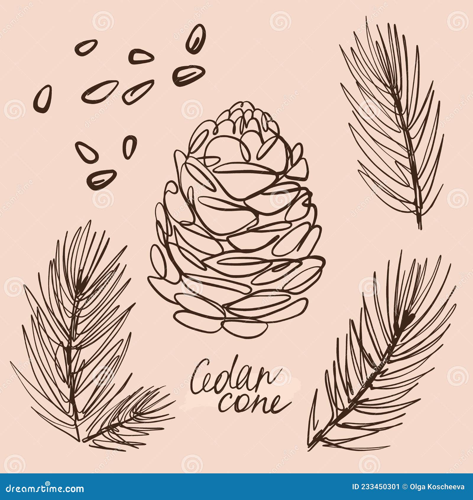 Drawing Cedar Tree Branch Isolated At White Background Royalty-Free ...