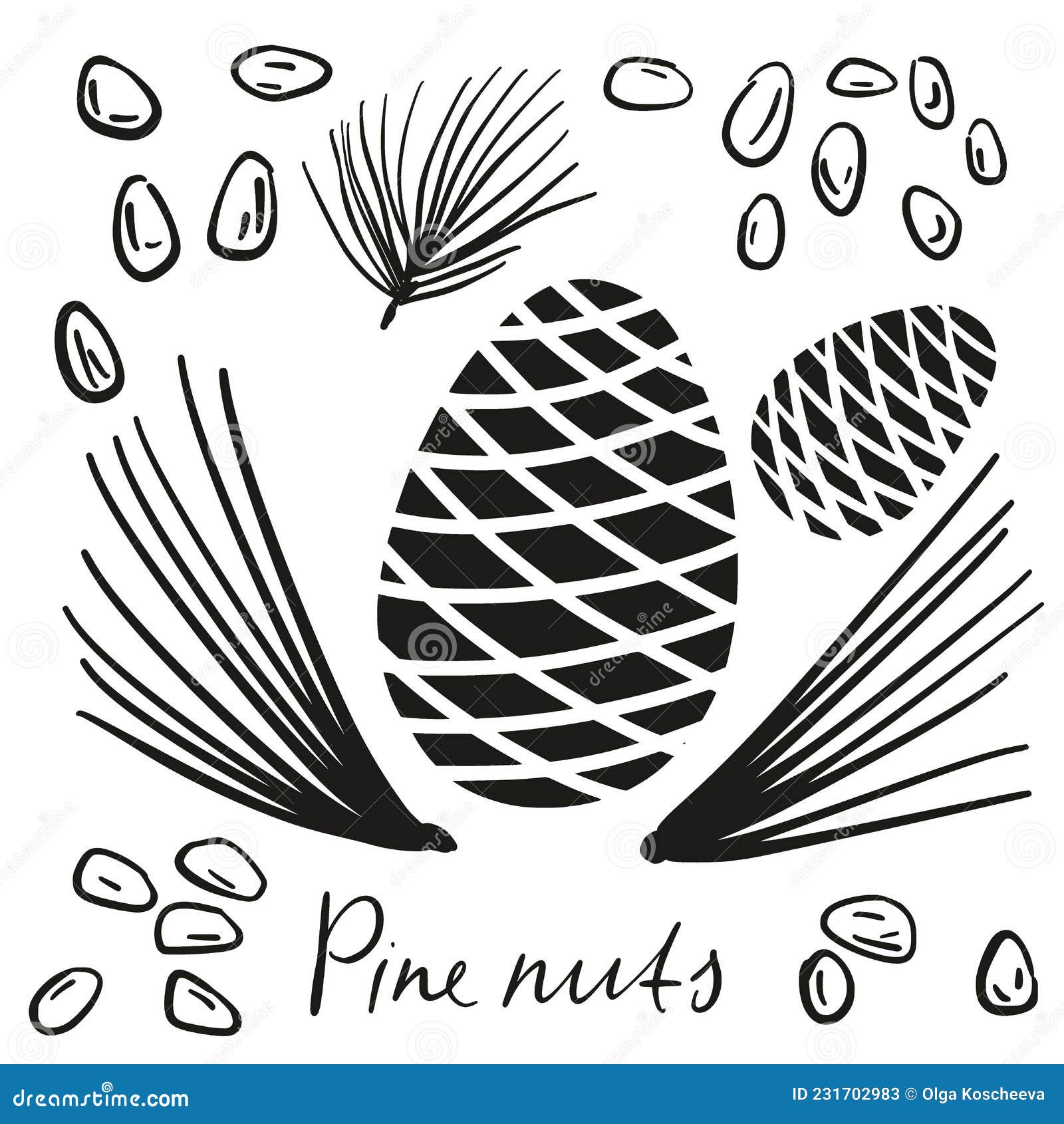 Vector Drawing of a Cedar Cone Stock Vector - Illustration of cone ...