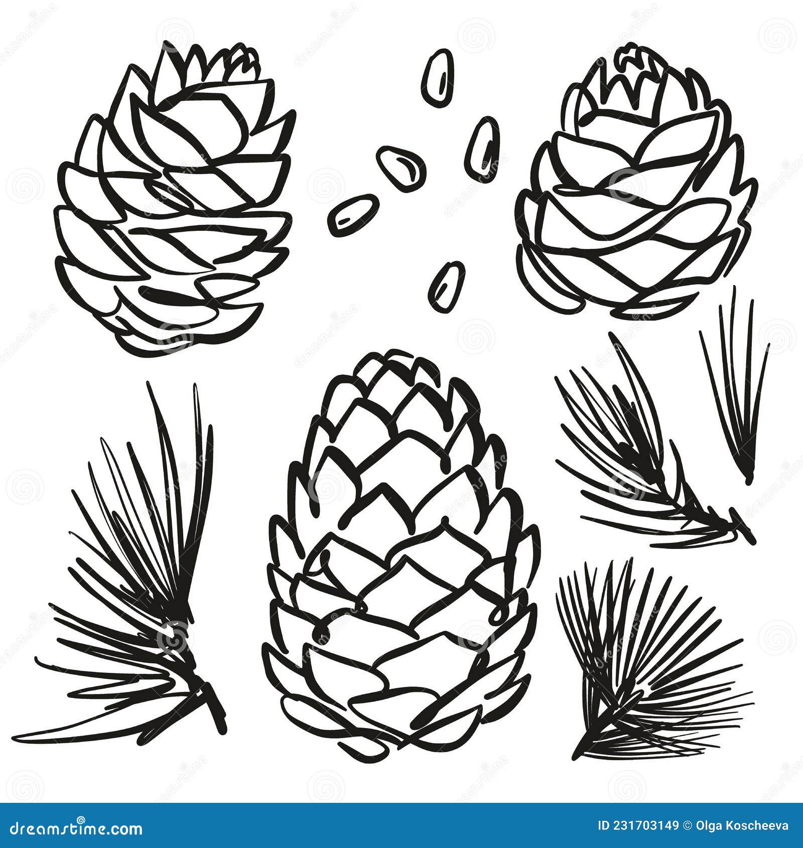 Vector Drawing of a Cedar Cone Stock Vector - Illustration of ornament ...