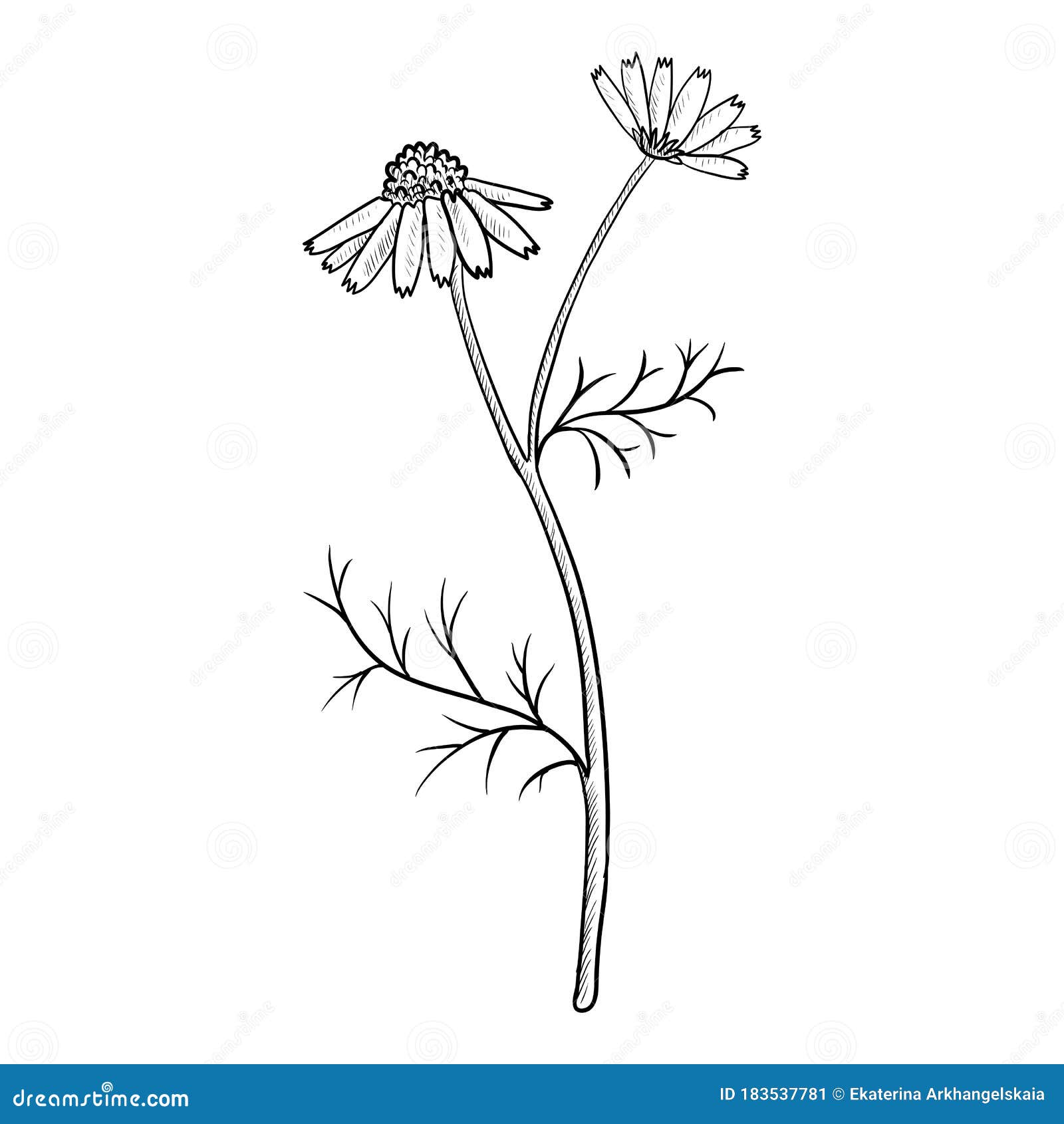 Vector drawing chamomile stock vector. Illustration of forest - 183537781