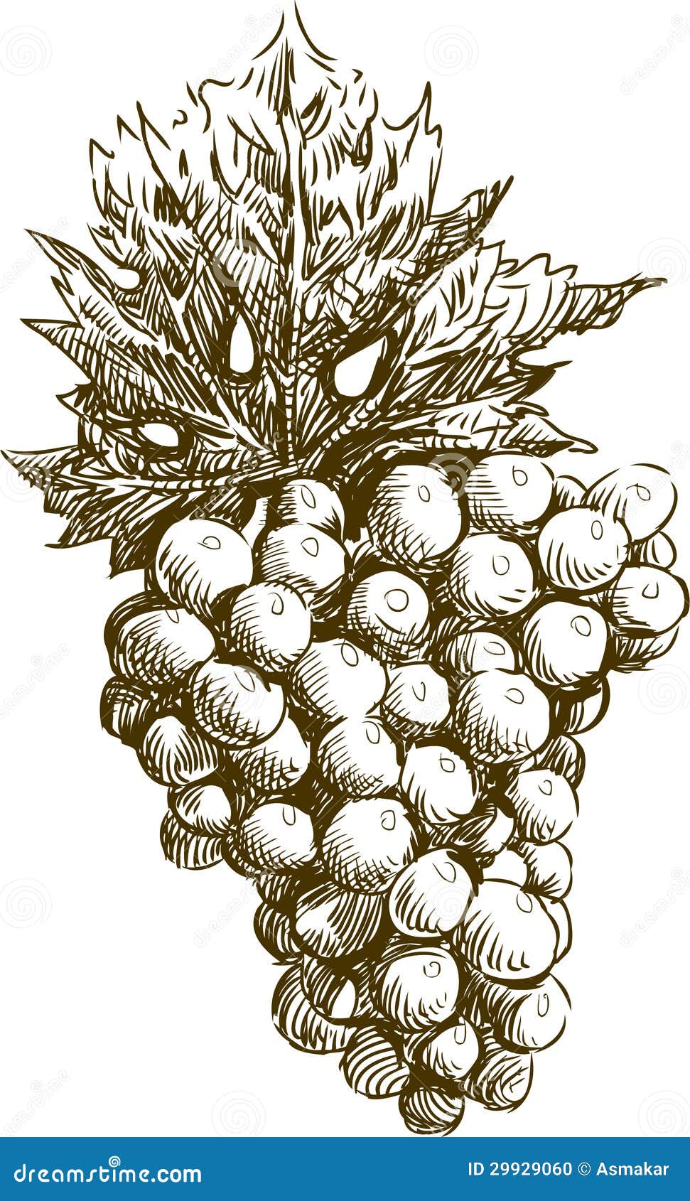 Cluster Of Grapes Hand Drawn Sketch Icon. Vector Illustration ...