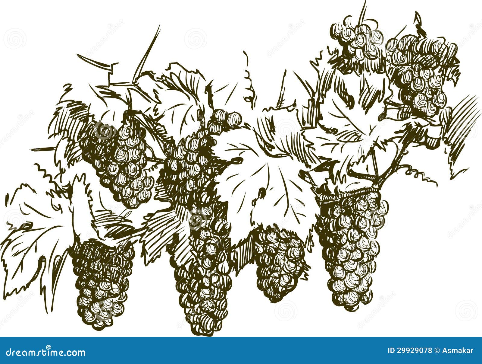 Cluster Of Grapes Hand Drawn Sketch Icon. Vector Illustration ...