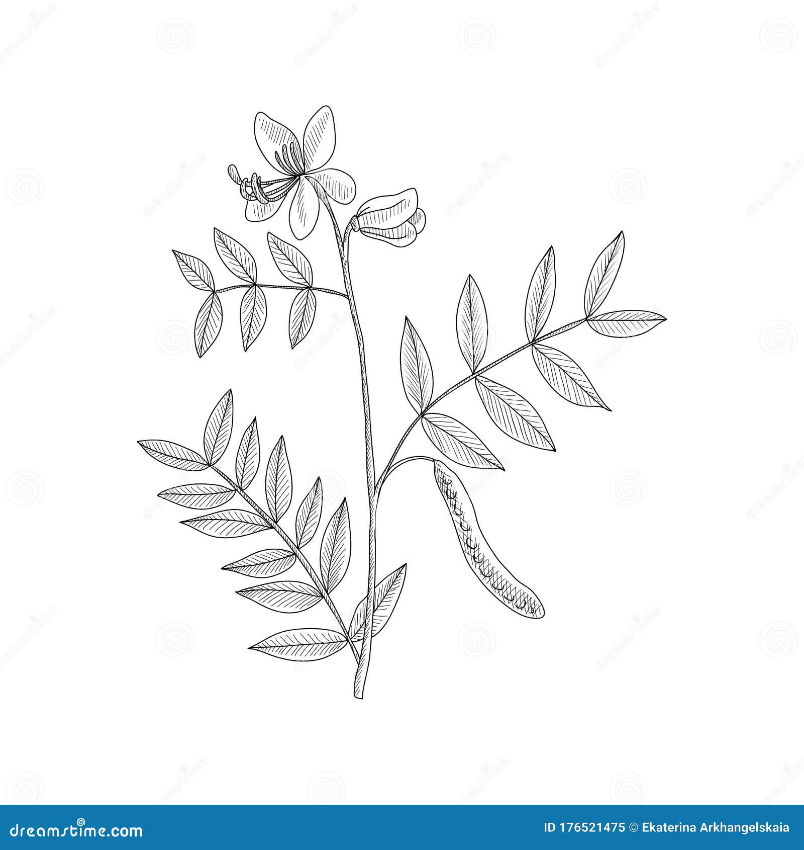 Coffee Pod Senna Tora , Or Sickle Wild Sensitive-plant, Medicinal Plant ...