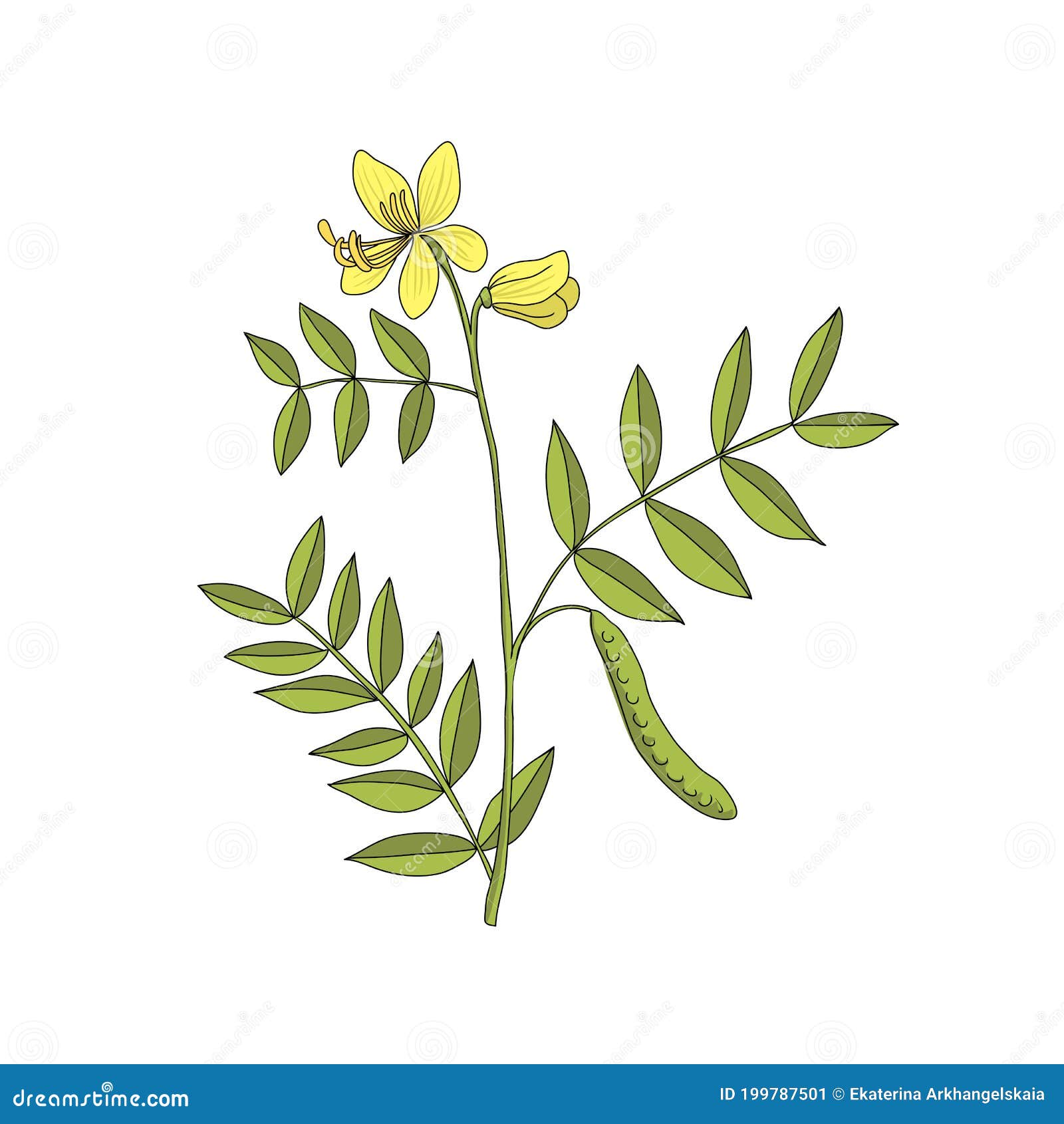 Vector Drawing Coffee Senna Stock Vector - Illustration of herb ...