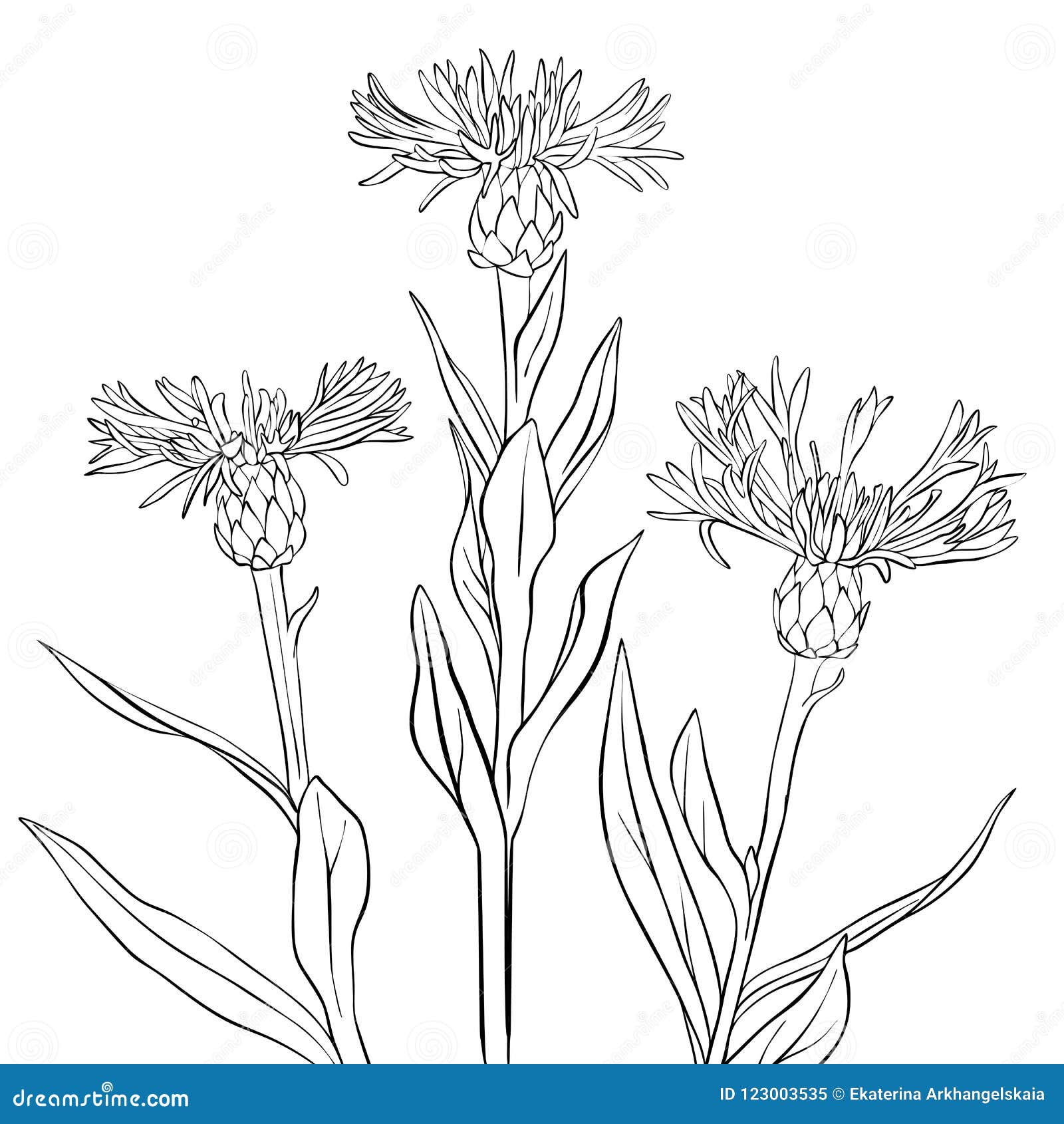 Bluets Botanical Illustration. Knapweed Flower. Centaury Plant ...