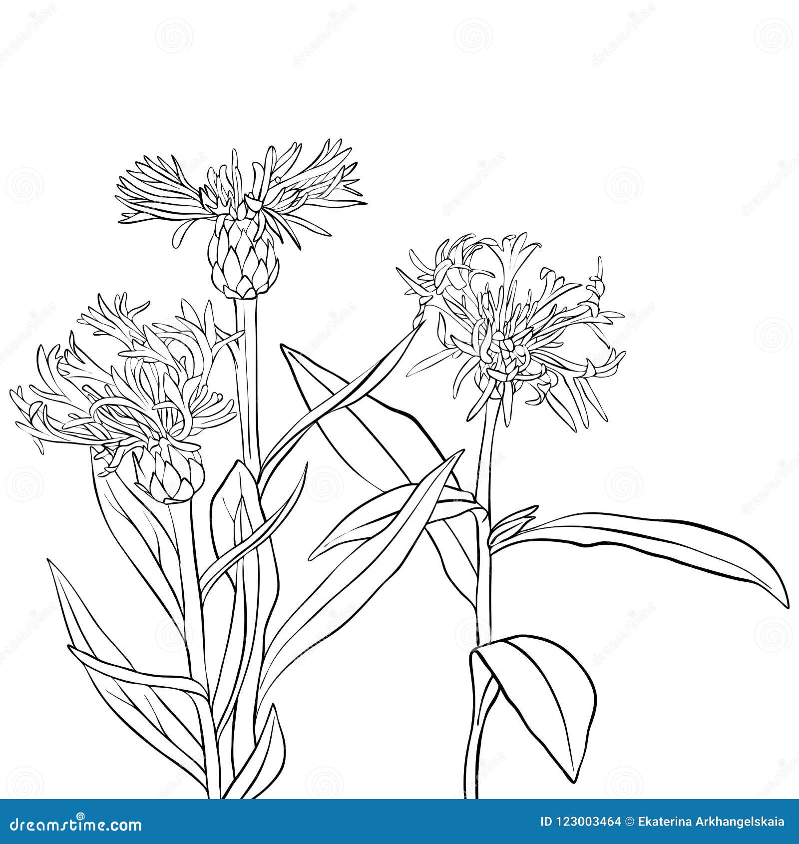 Vector drawing cornflowers stock vector. Illustration of drawn - 123003464
