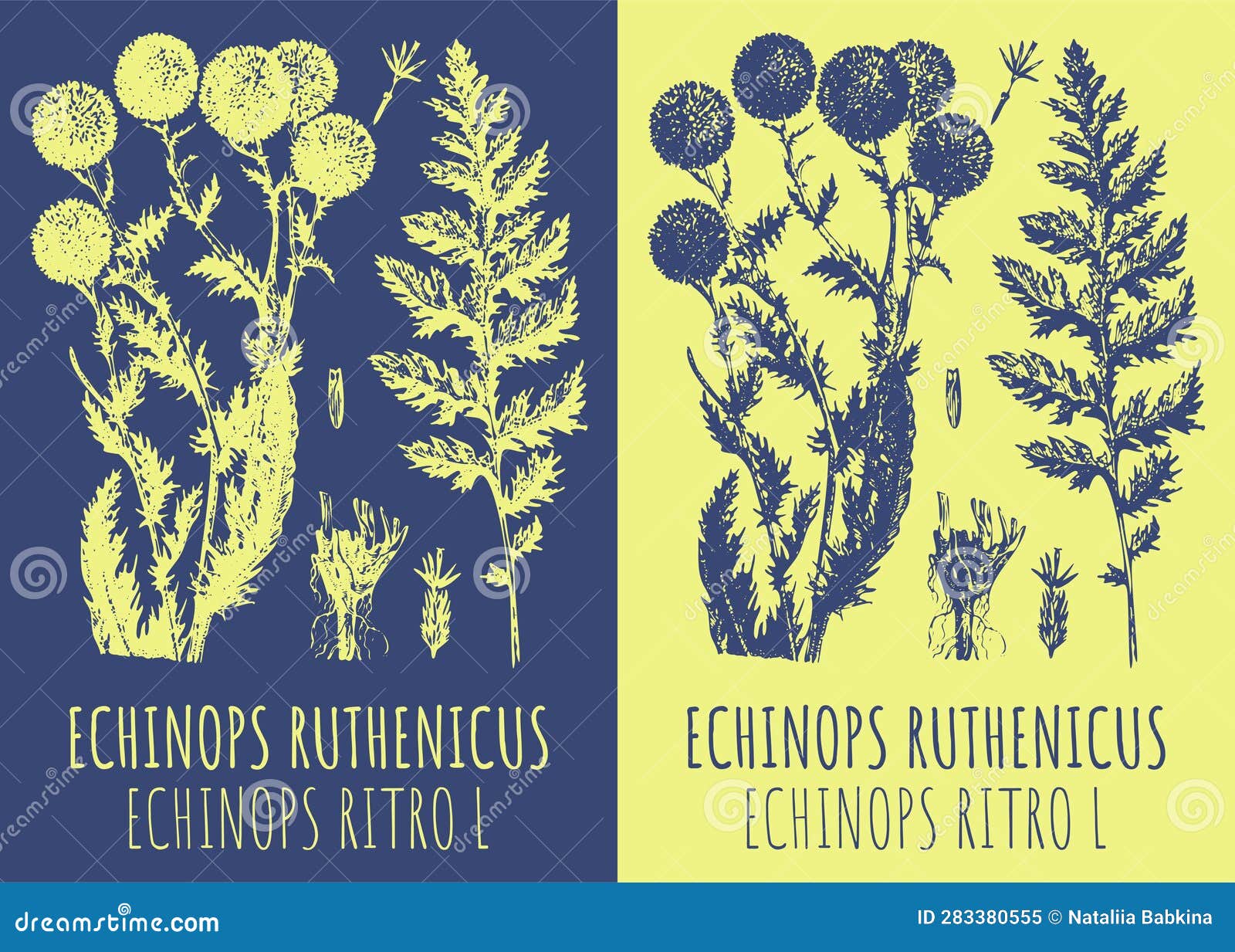 Vector Drawing ECHINOPS RUTHENICUS. Hand Drawn Illustration Stock ...