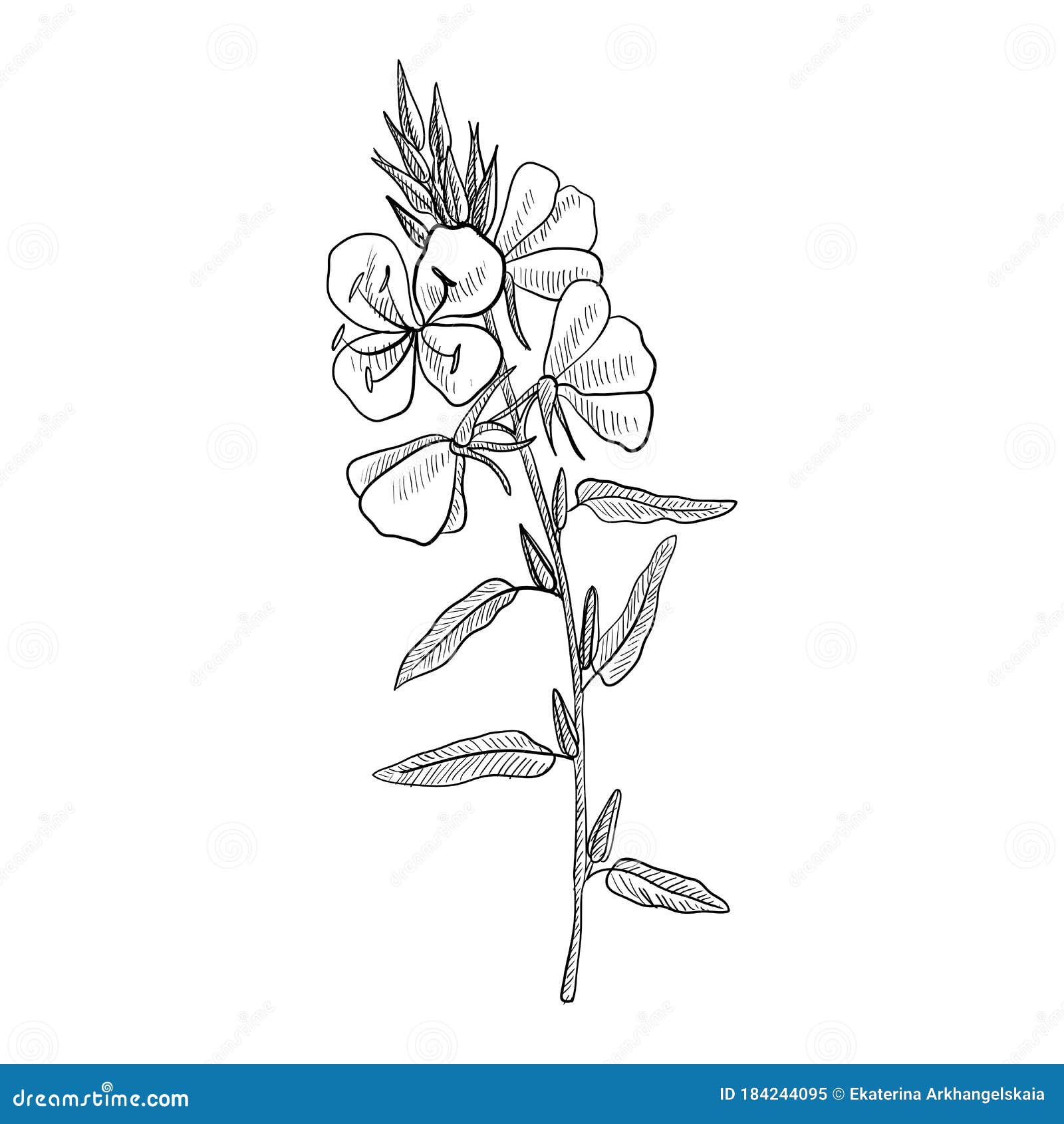 Vector Drawing Evening Primrose Stock Vector - Illustration of garden ...