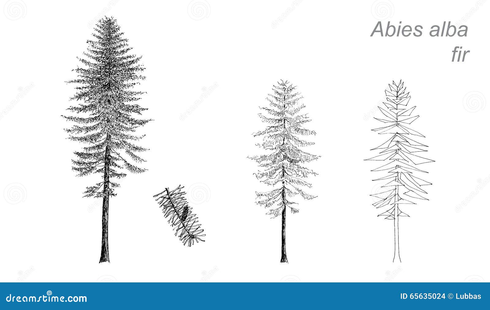 Vector Drawing of Fir (Abies Alba) Stock Vector - Illustration of ...