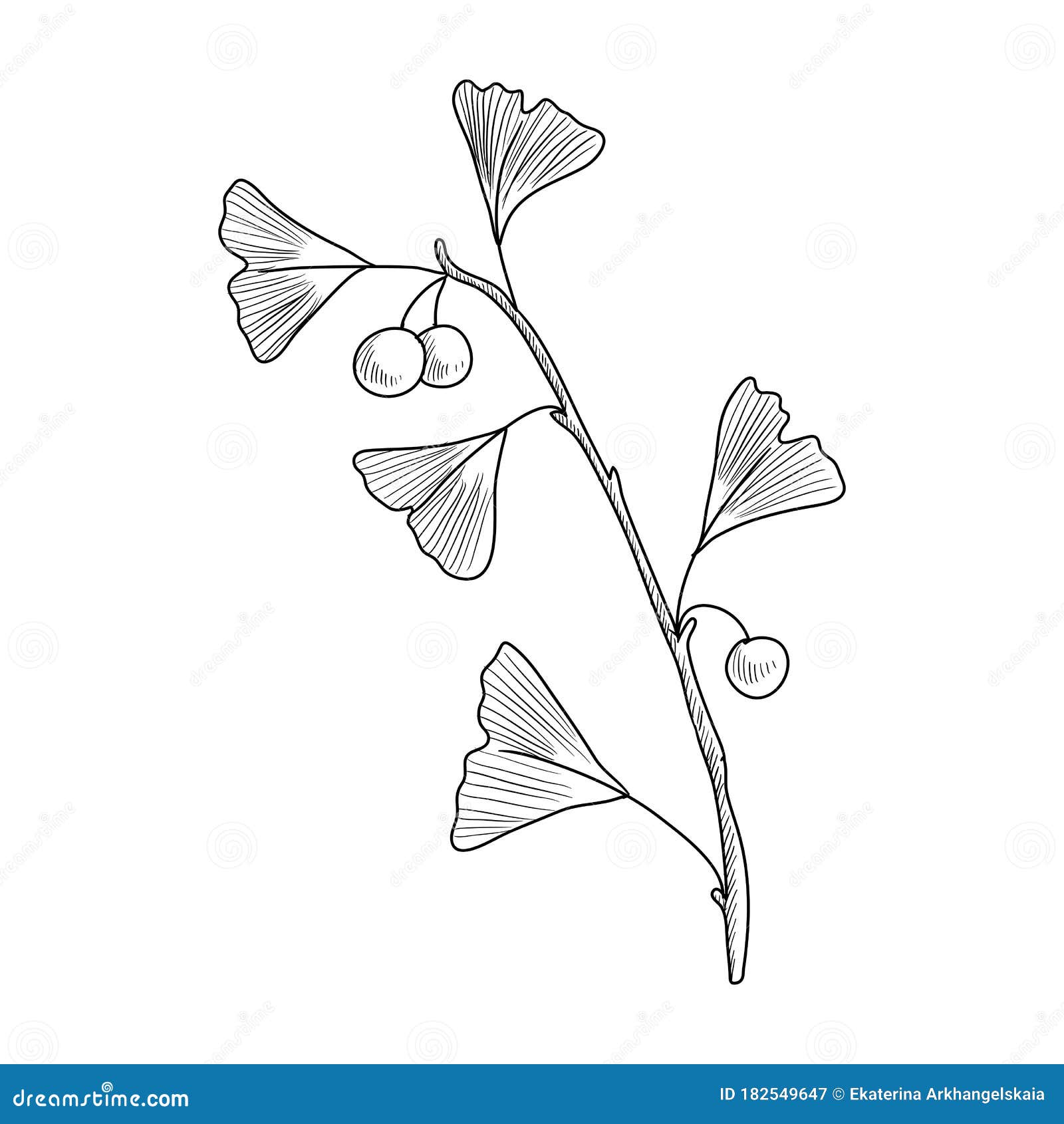 Vector drawing ginkgo stock vector. Illustration of drawing - 182549647
