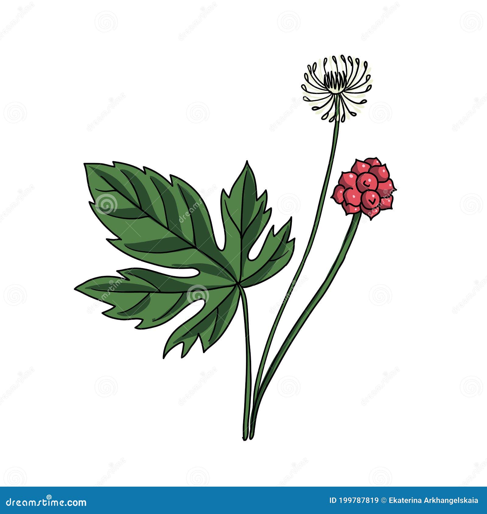 Goldenseal Or Hydrastis Canadensis Used For Skin Diseases Stock Image ...