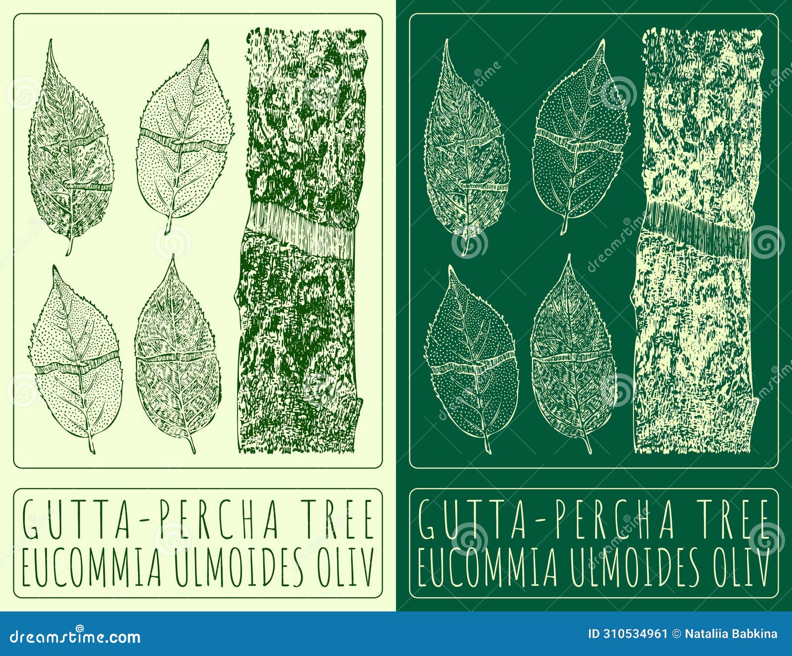 Vector Drawing GUTTA-PERCHA TREE. Hand Drawn Illustration Stock Vector ...