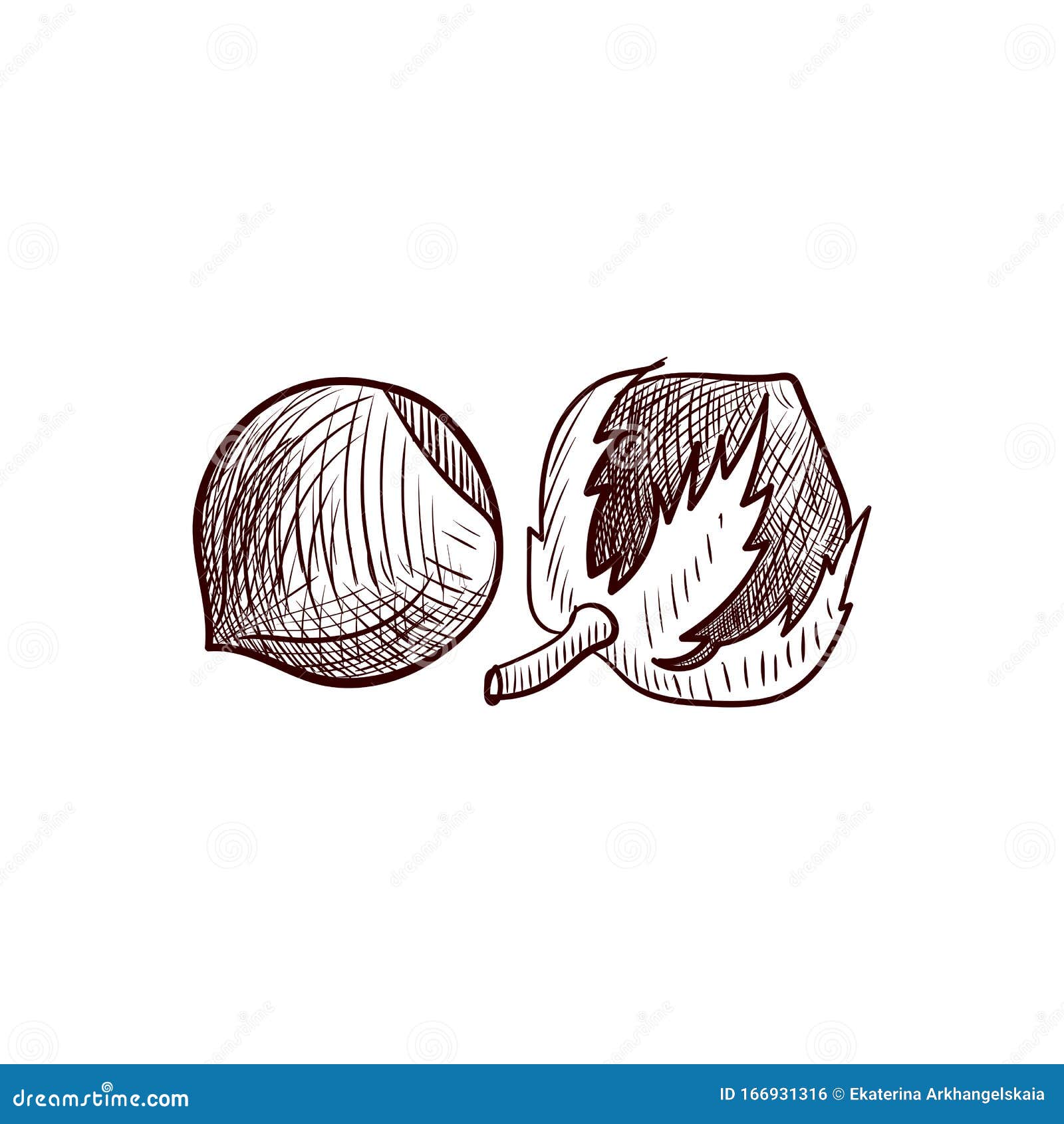 Vector drawing hazelnuts stock vector. Illustration of ingredient ...