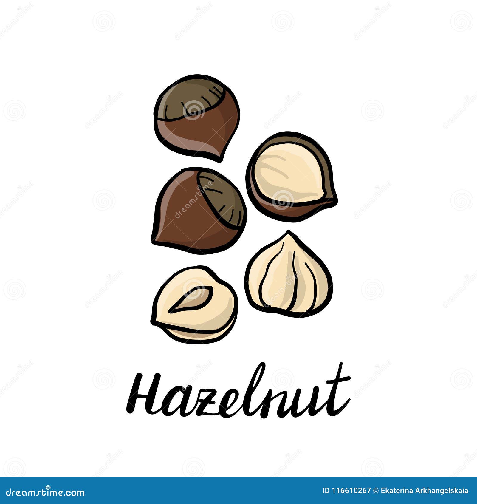 Vector drawing hazelnuts stock vector. Illustration of diet - 116610267