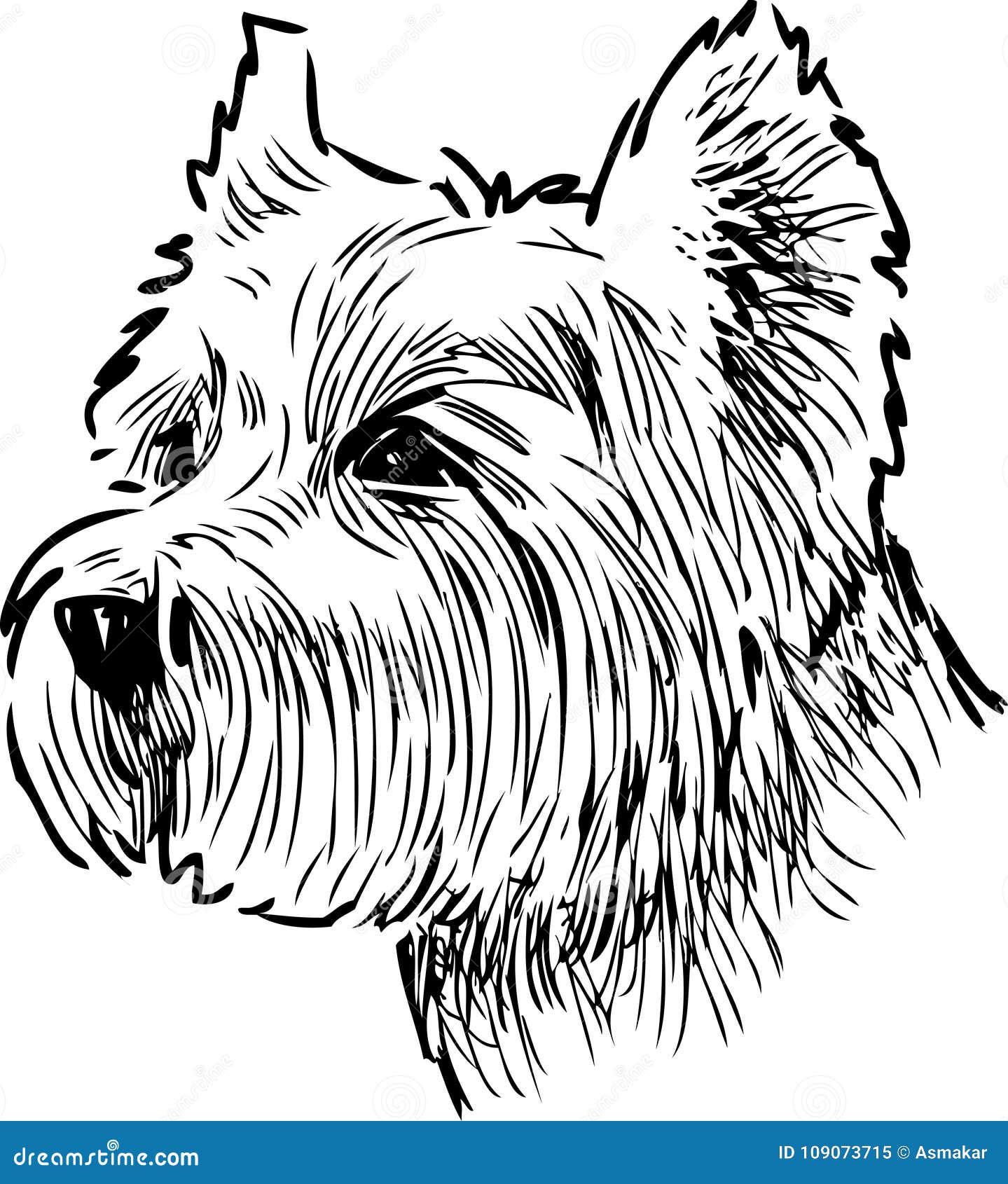 Sketch Portrait of a Scottish Terrier Stock Vector - Illustration of ...