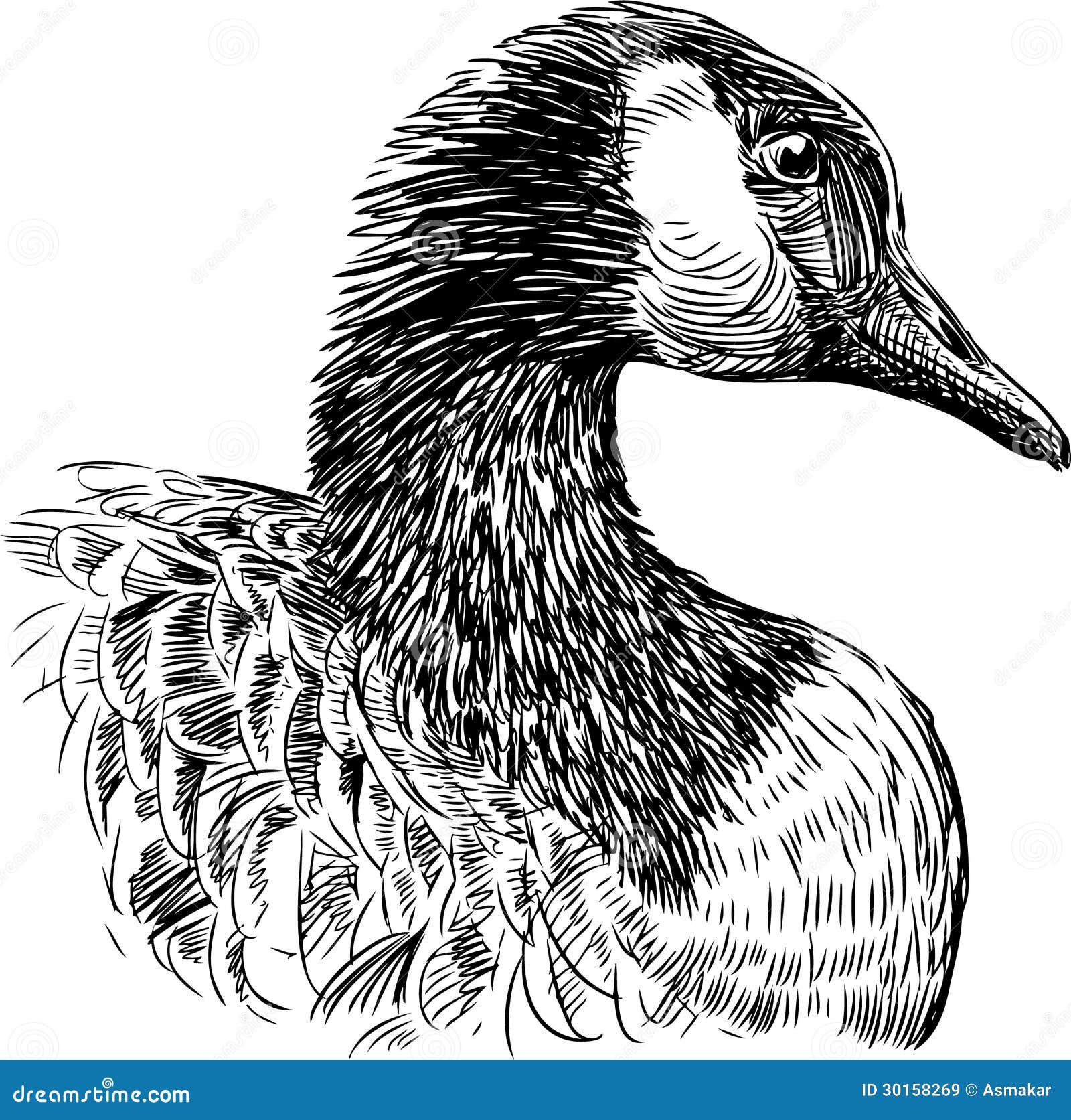 Head of goose stock vector. Illustration of white, village - 30158269