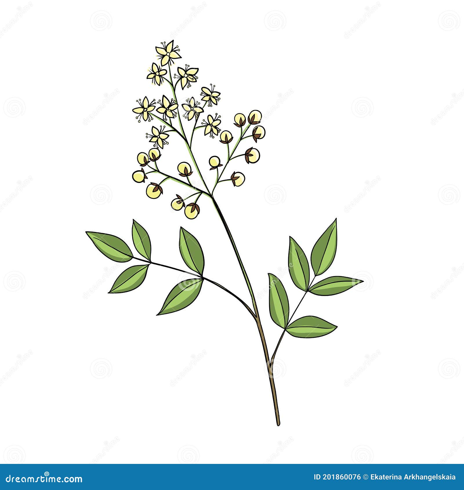 Lawsonia Inermis Aka Henna Tree Sketch. Green Apothecary Series. Vector ...