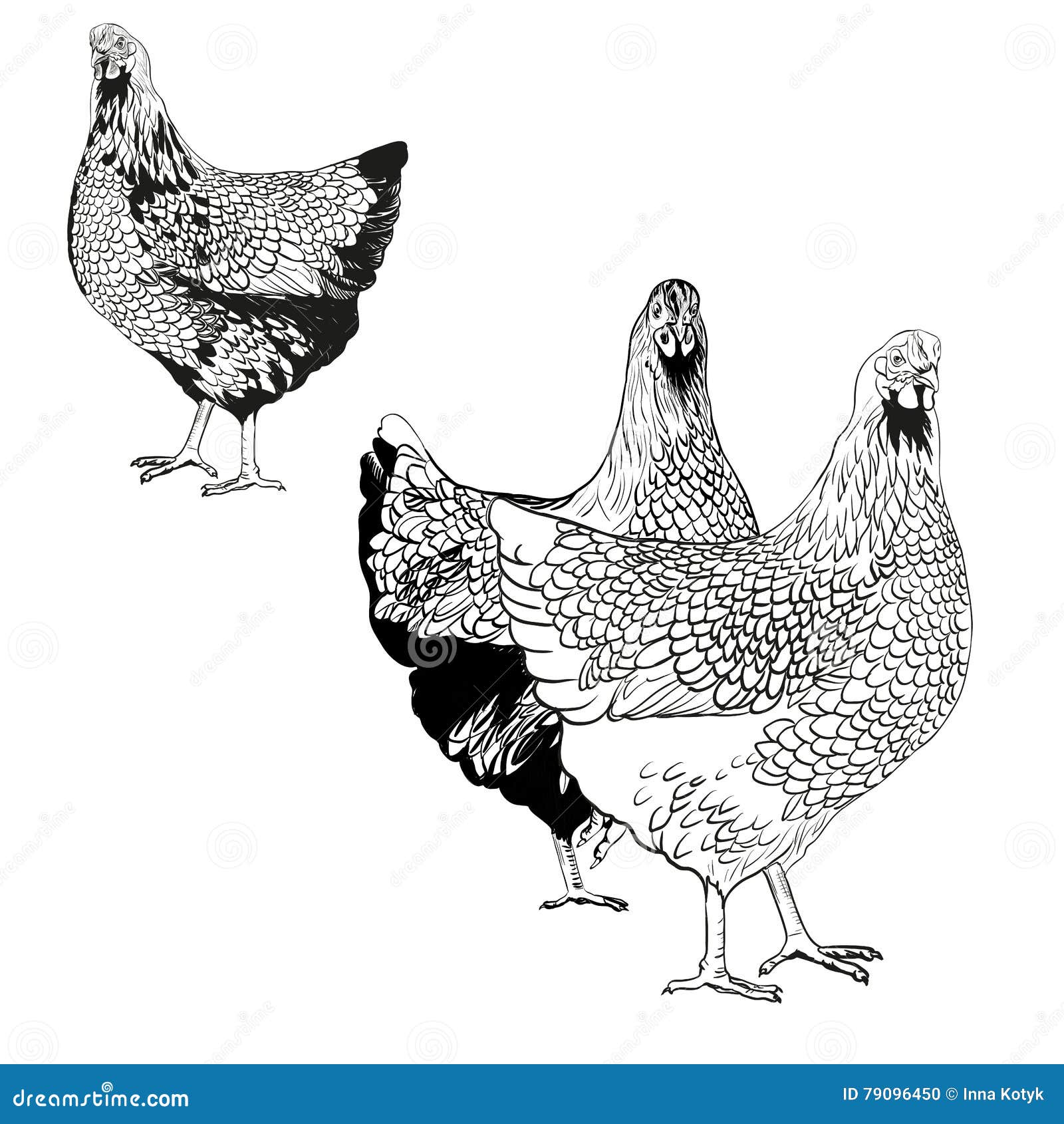 Vector drawing of a hens. stock vector. Illustration of celebration ...