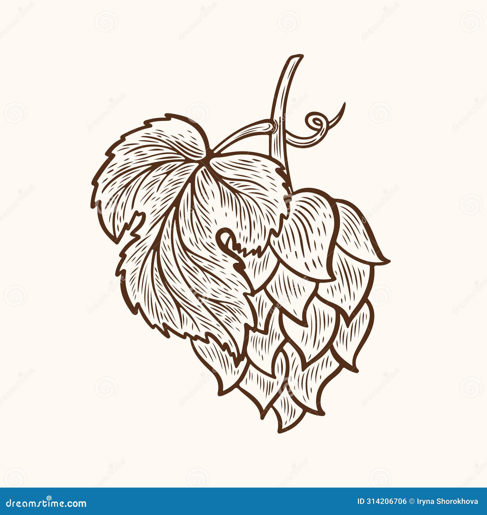 Vector Drawing of Hops in Line Art Style Stock Vector - Illustration of ...