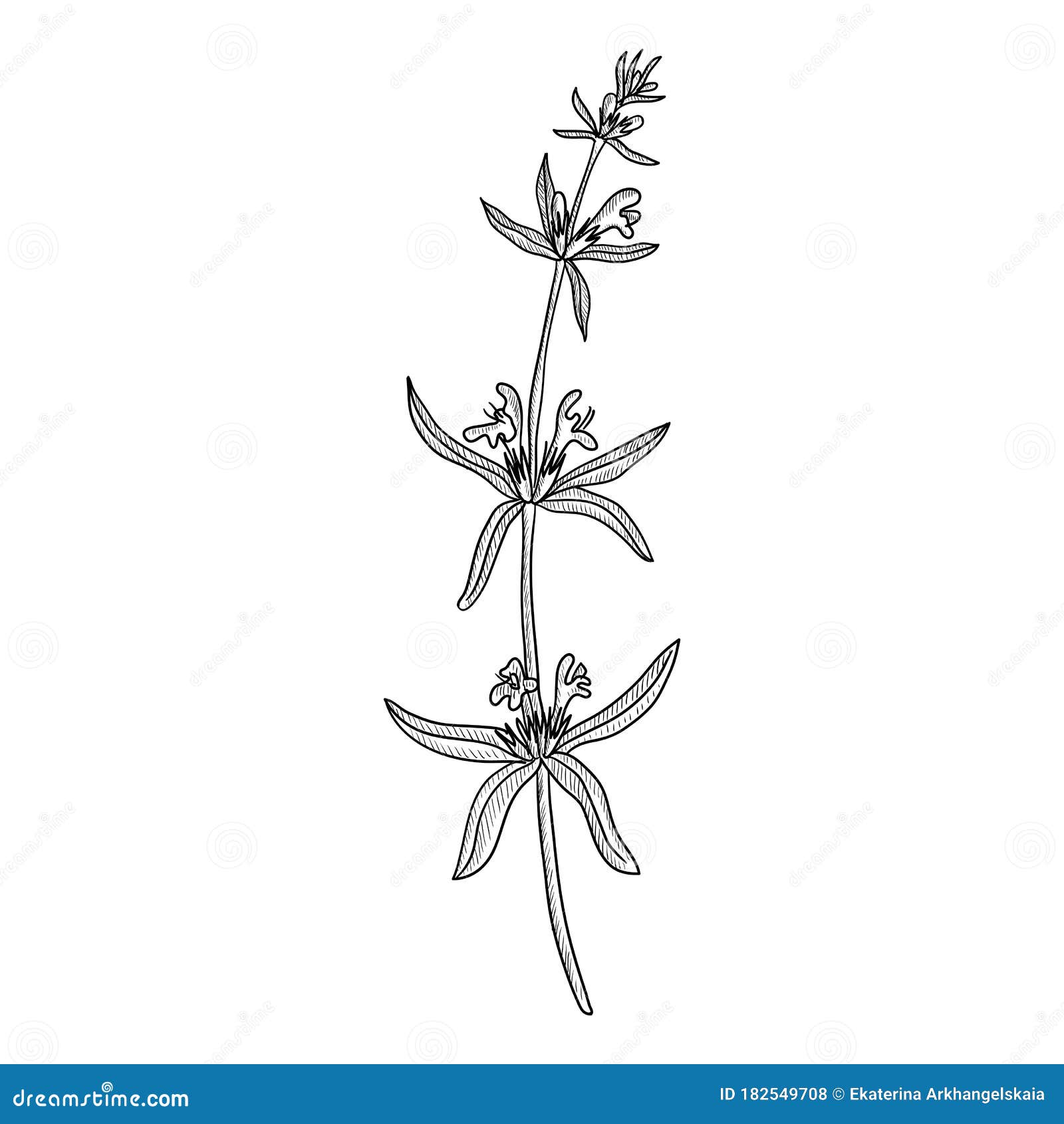 Vector drawing hyssop stock vector. Illustration of plants - 182549708