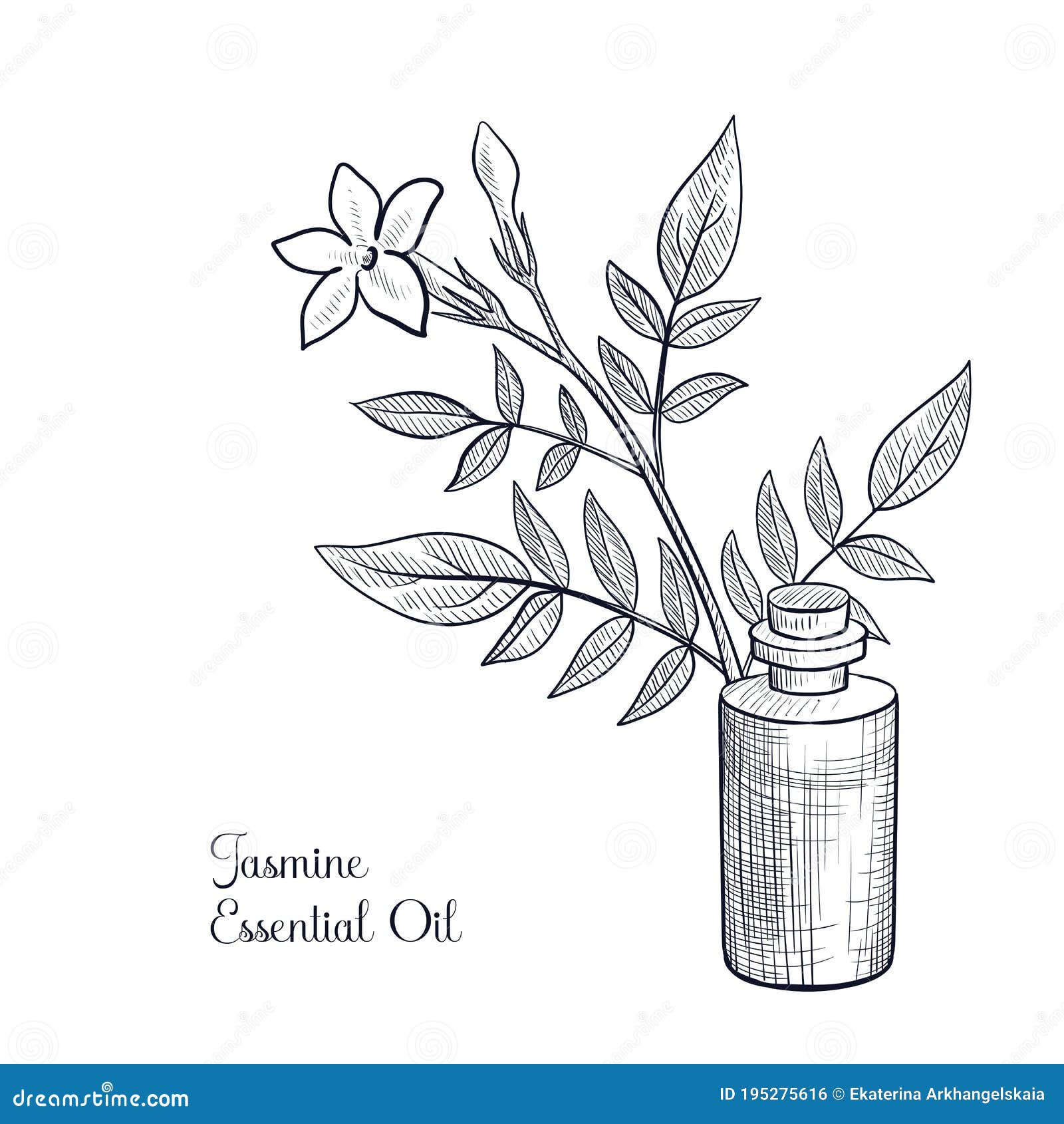 Vector Drawing Jasmine Essential Oil Stock Illustration - Illustration ...