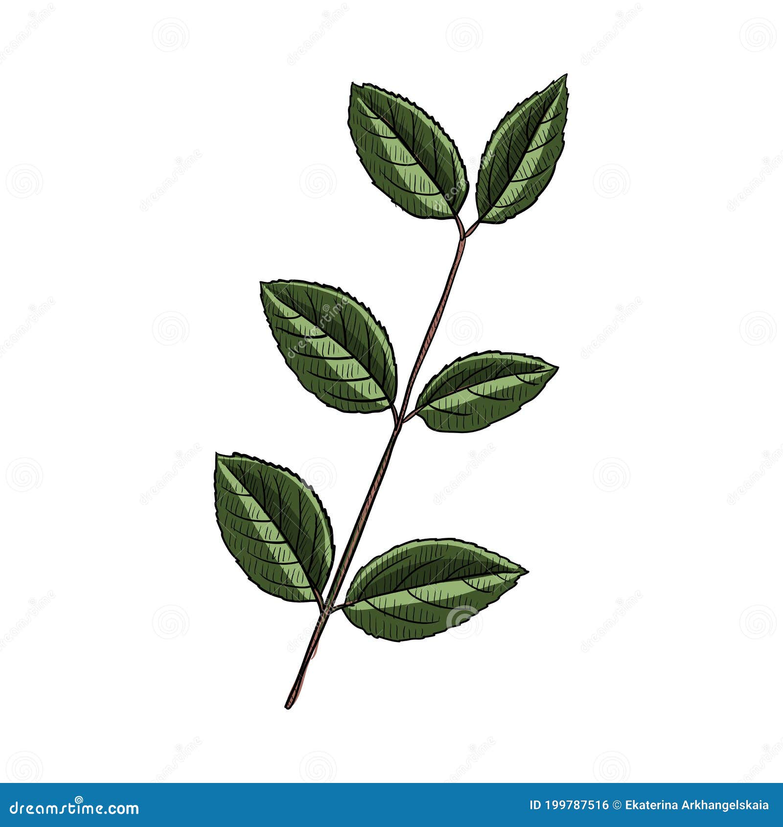 Vector drawing khat stock vector. Illustration of vector - 199787516