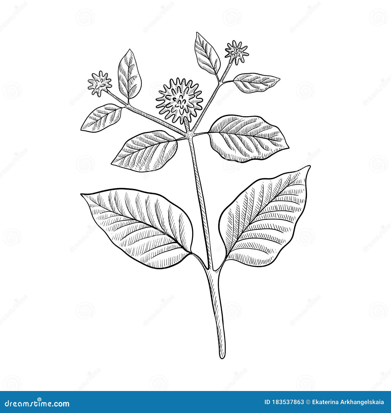 Kratom Cartoons, Illustrations & Vector Stock Images - 78 Pictures to ...
