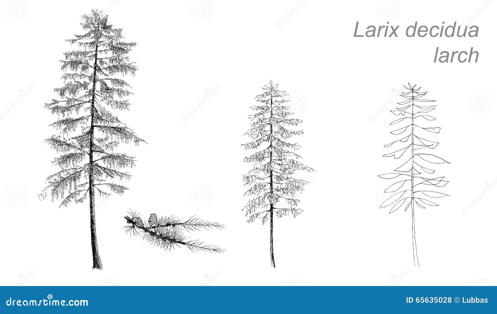 Larch Trunk Cuts Or Wood Cross Section Collection Cartoon Vector ...