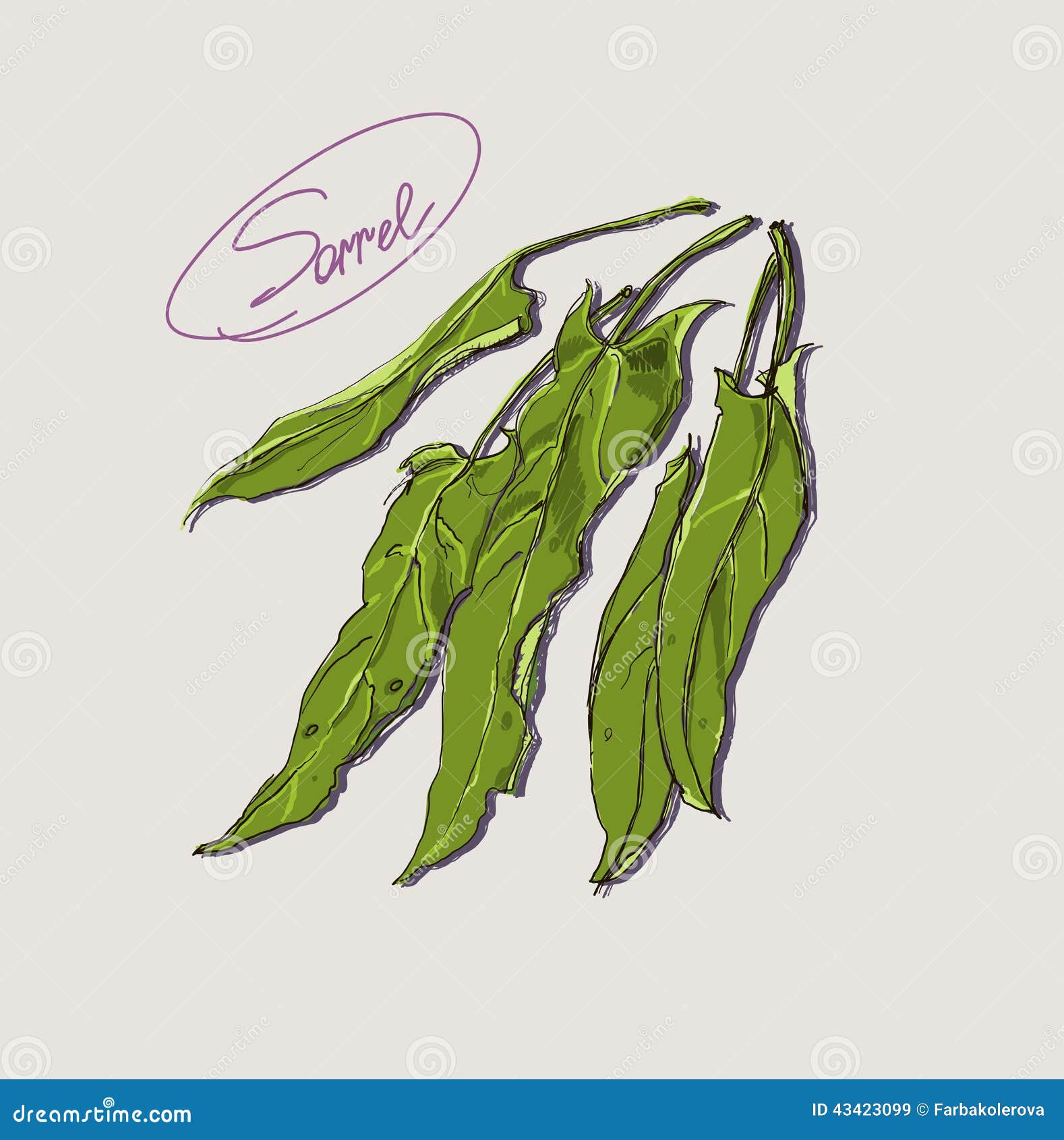 Vector Drawing of Leafy Green Sorrel Stock Illustration - Illustration ...
