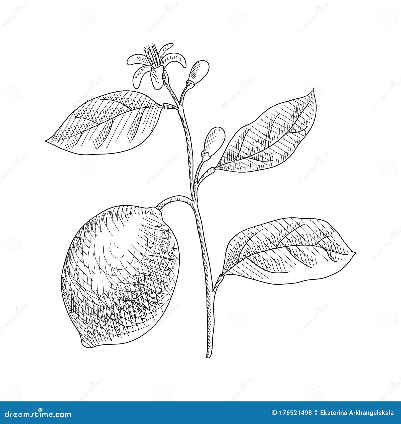 Limon. Hand-drawn On A White Background Stock Photo | CartoonDealer.com ...